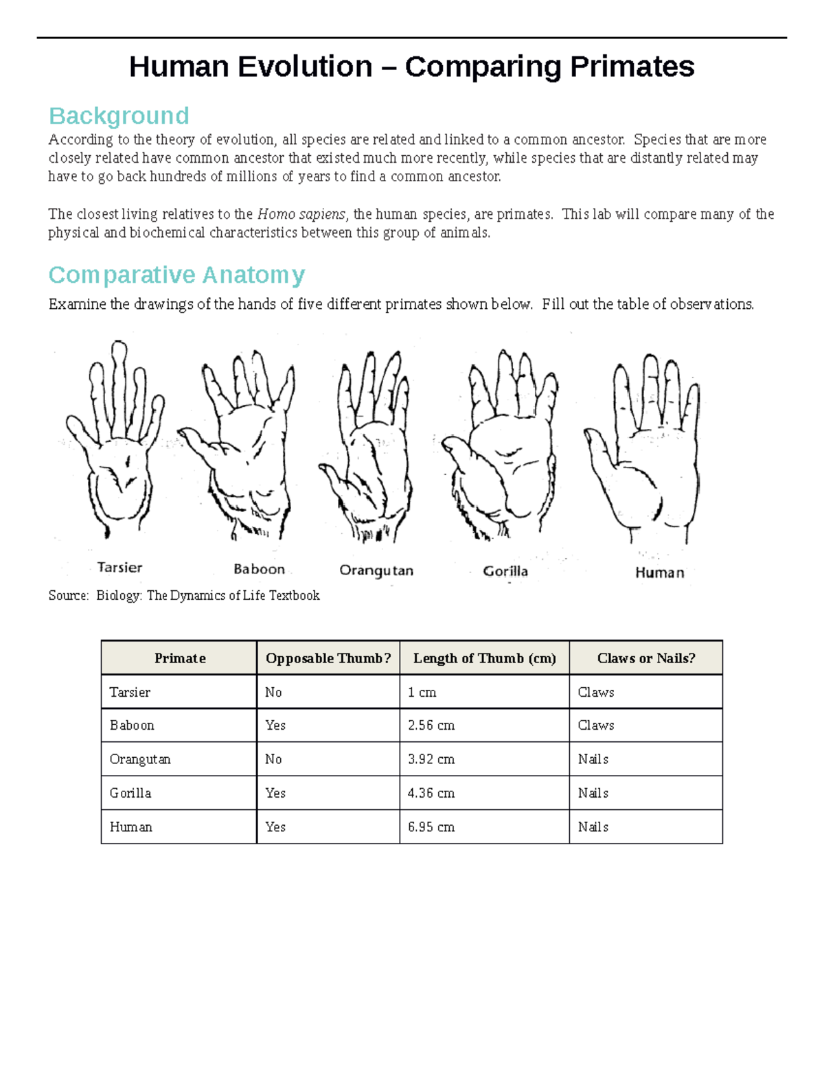 Evidence of Human Evolution - Human Evolution – Comparing Primates ...