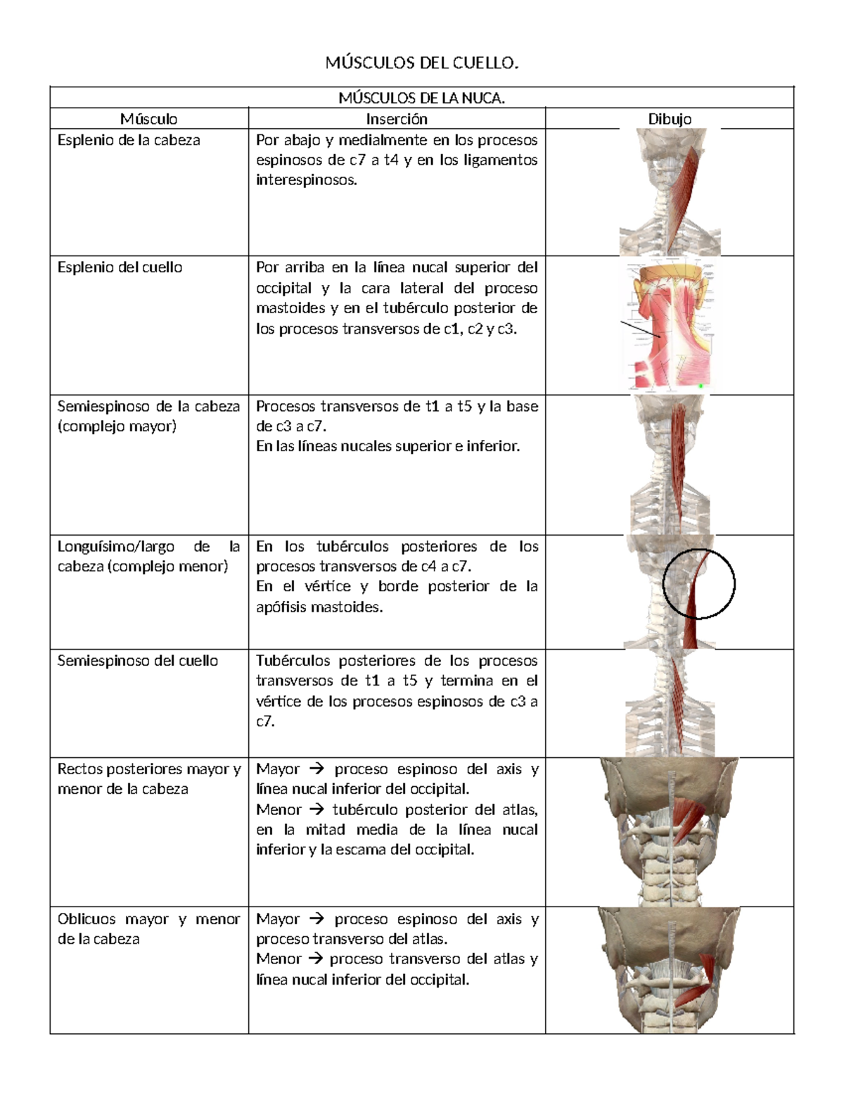 32 Músculos DEL Cuello - apuntes - MÚSCULOS DEL CUELLO. MÚSCULOS DE LA ...