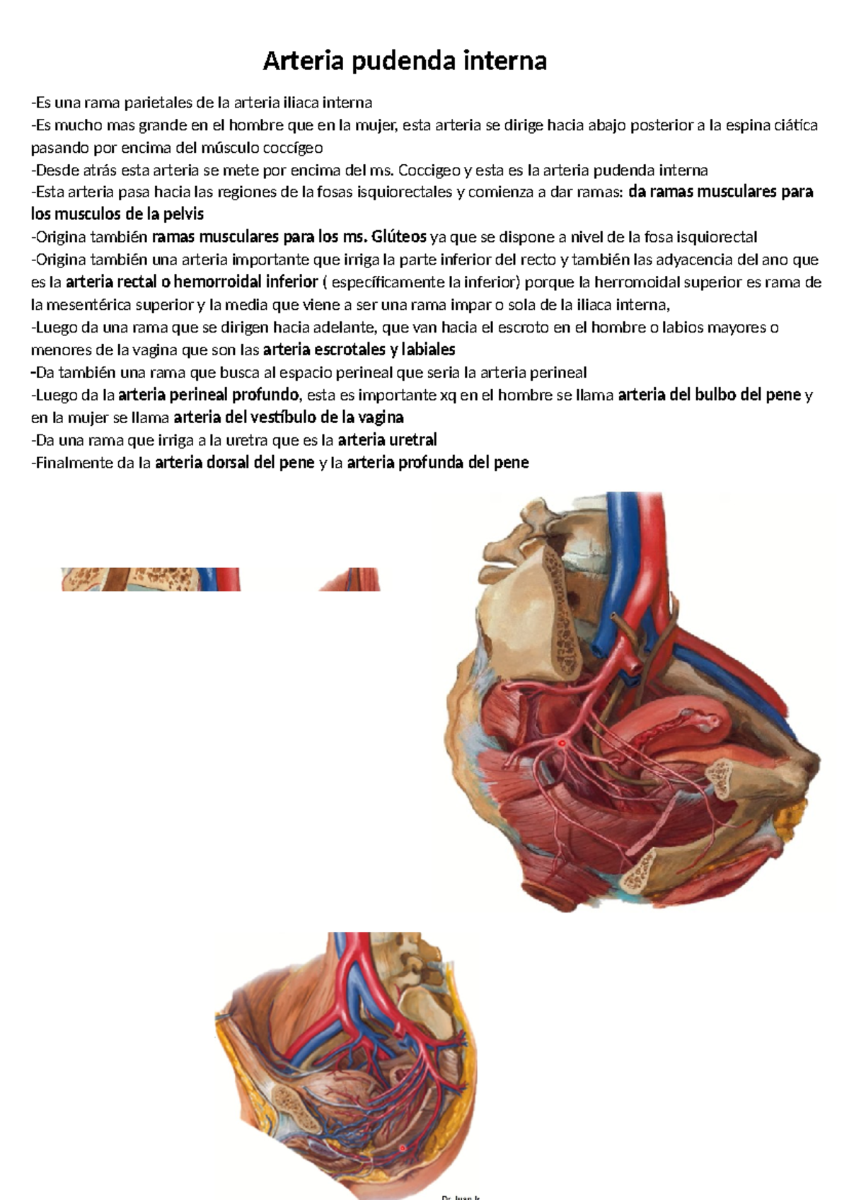 Estudio sobre la Arteria Pudenda Interna y sus Ramas - Anatomía - Studocu