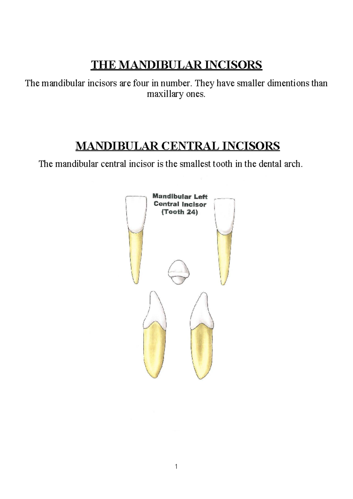 Mandibular Central Incisor Anatomy and Characteristics - Studocu