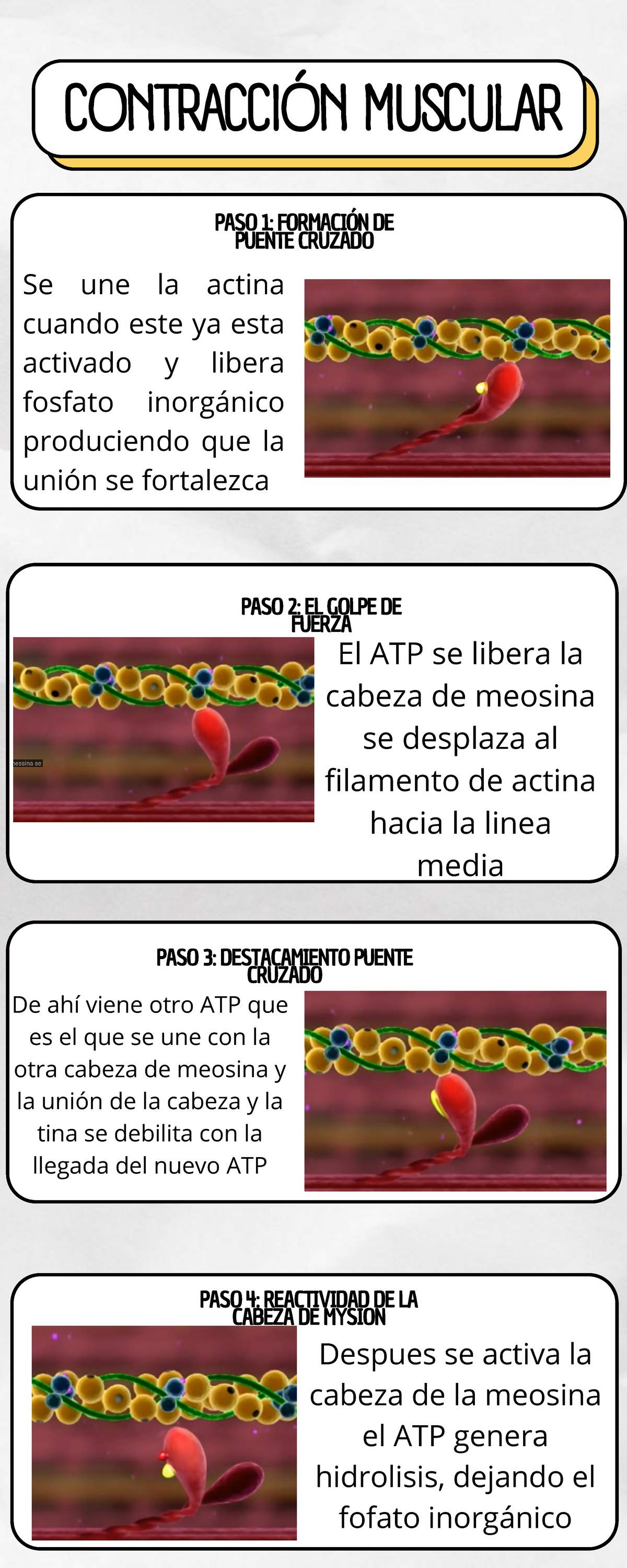 Infografía sobre la Contracción Muscular y su Proceso - Studocu