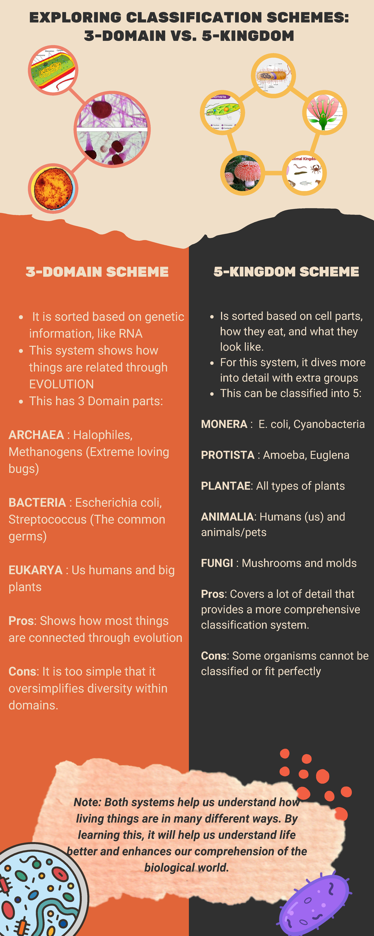 Biology Infographic: 3-Domain vs. 5-Kingdom Classification Explained ...