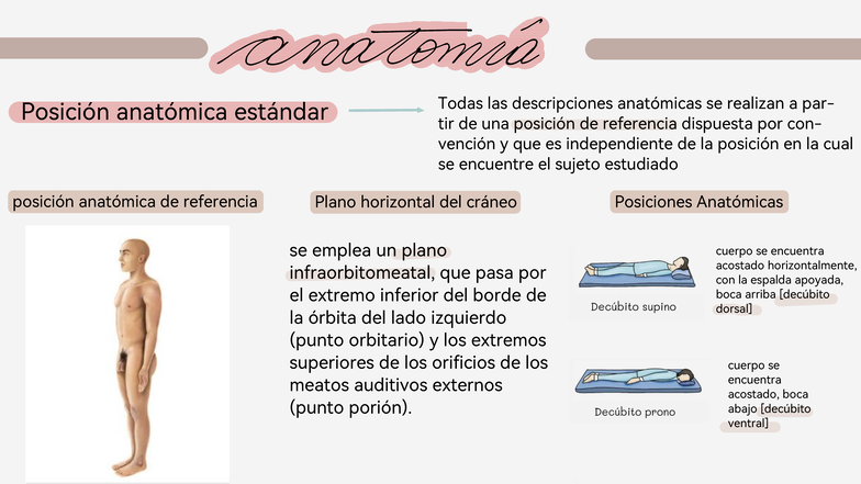 Anatomía: Posiciones y Ejes del Cuerpo Humano - Studocu
