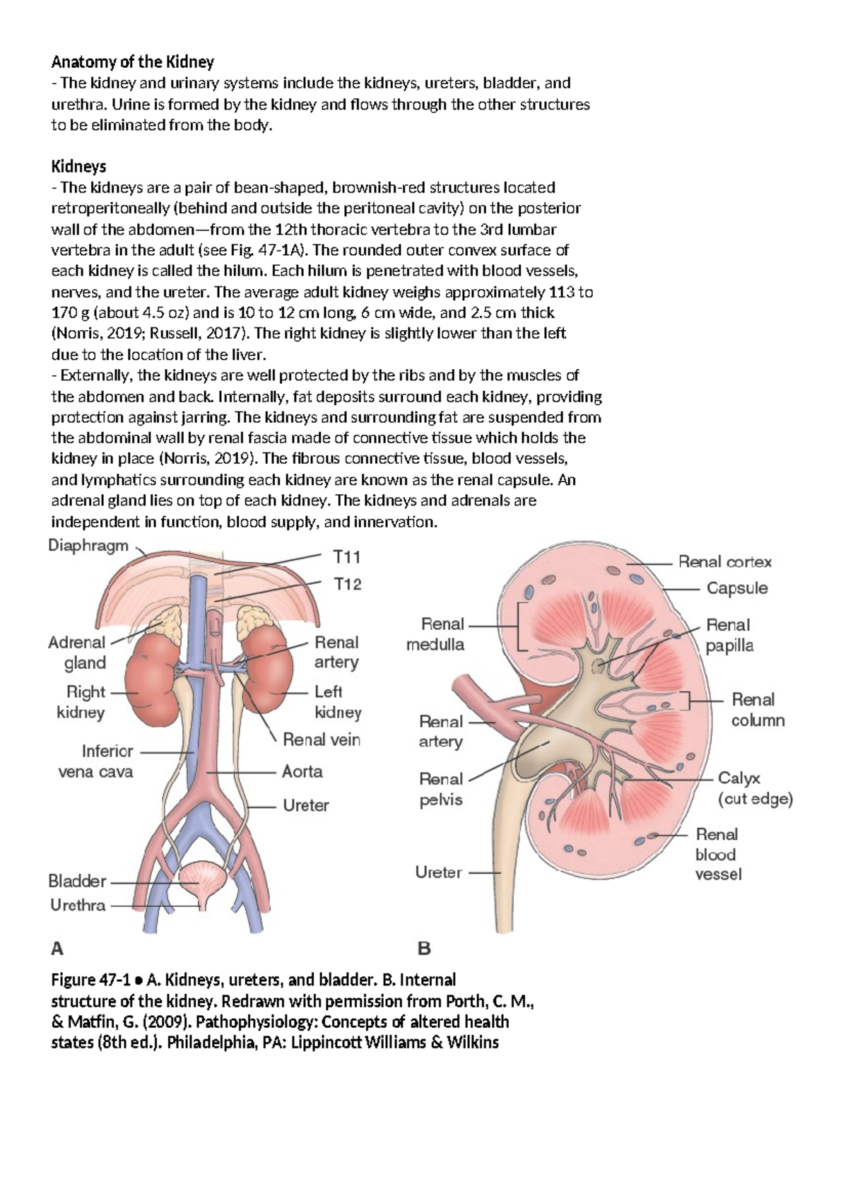 Anatomy of the Kidney: A Comprehensive Overview for 4104/4105 - Studocu