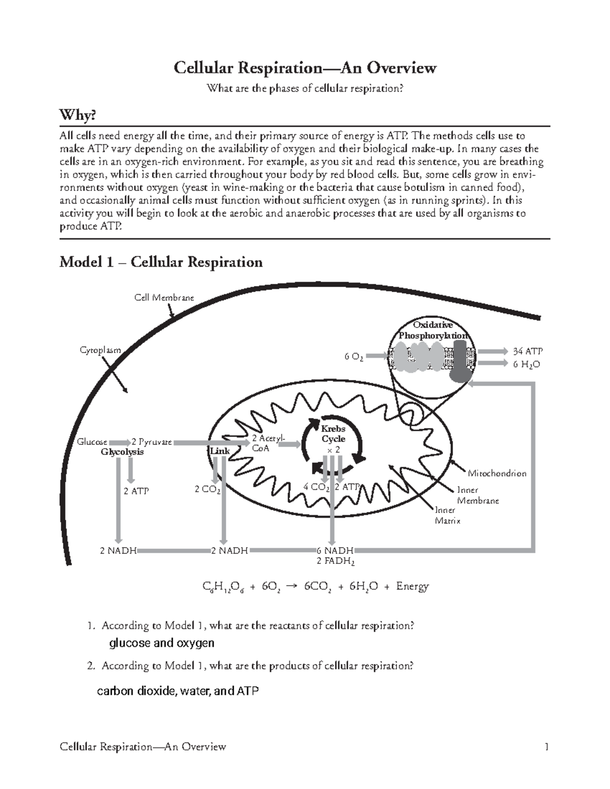 AP Bio - Cellular Respiration Overview: Phases & Processes Insights ...