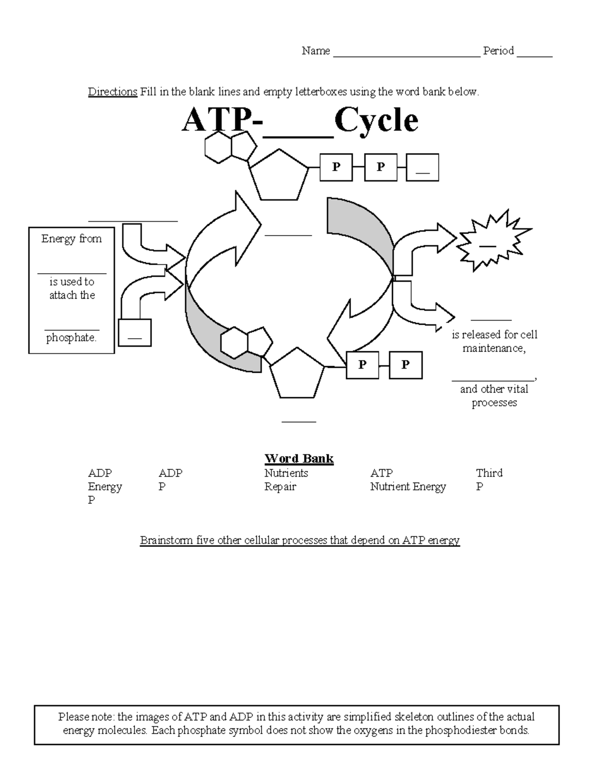 ATP Cycle: Fill-in-the-Blank Study Notes for Biology - Studocu