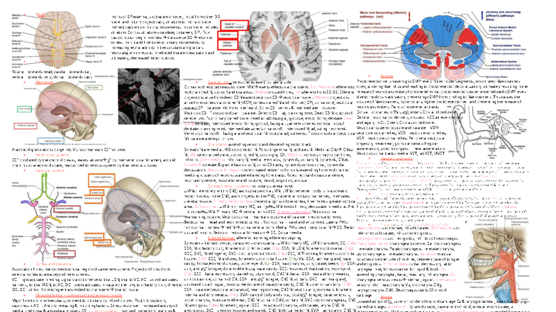Neural and Visceral Anatomy Cheat Sheet - Final Exam (ANAT 101) - Studocu