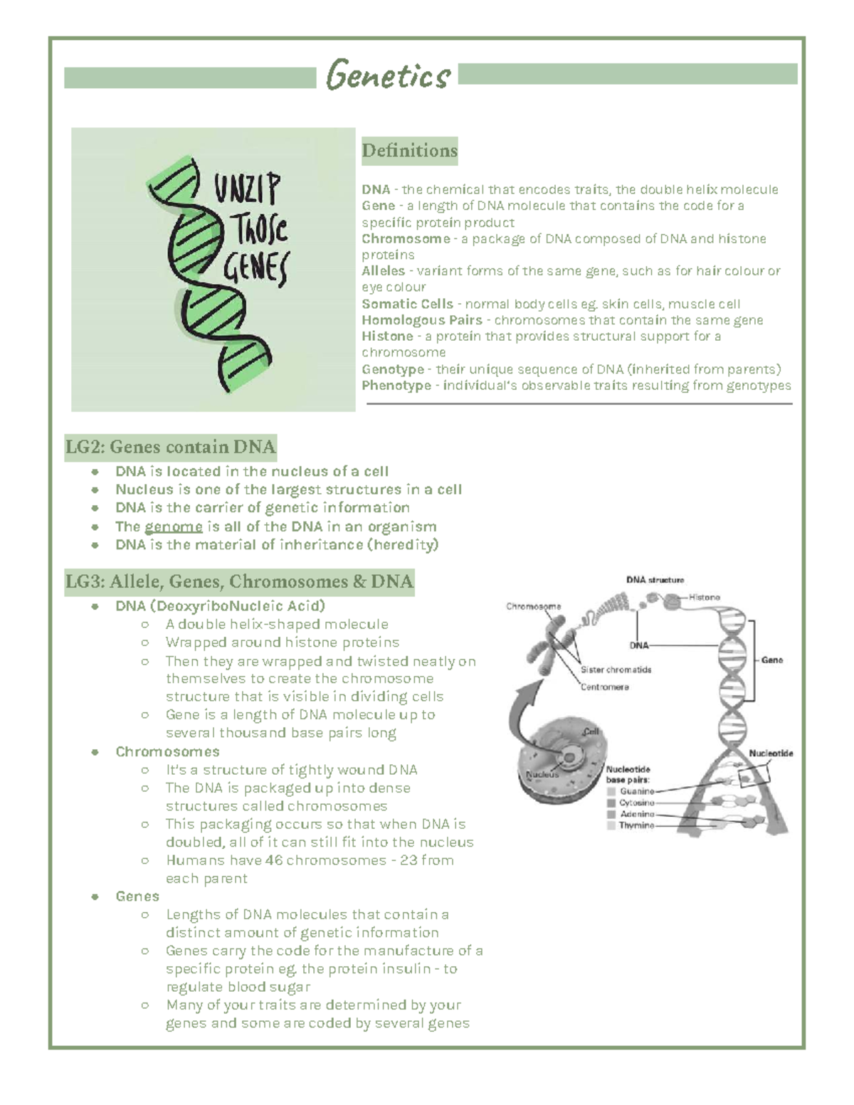 Yr 10 Genetics Lecture Notes: DNA, Genes, Alleles & Chromosomes - Studocu