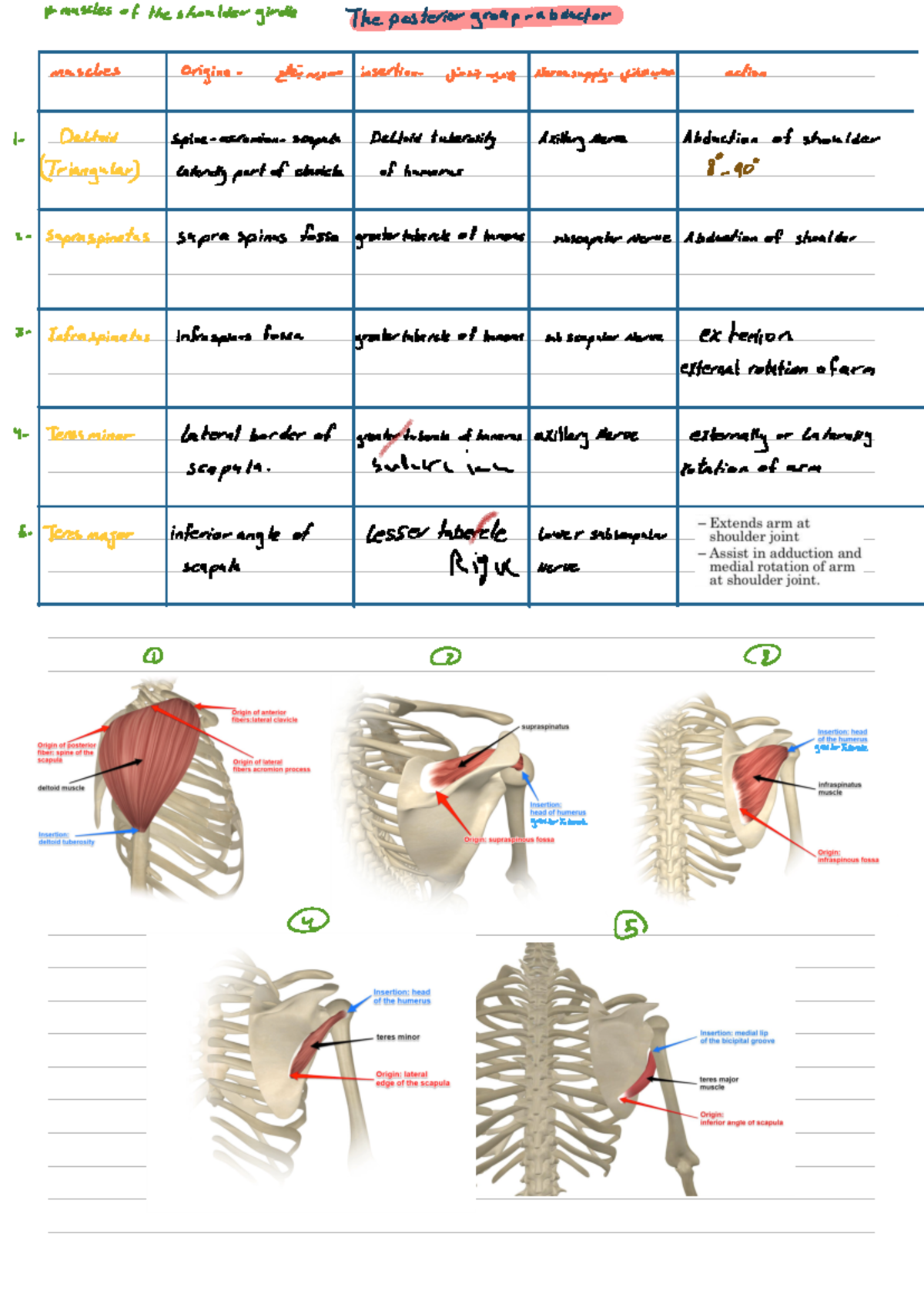 Shoulder Abduction And Adduction Muscles