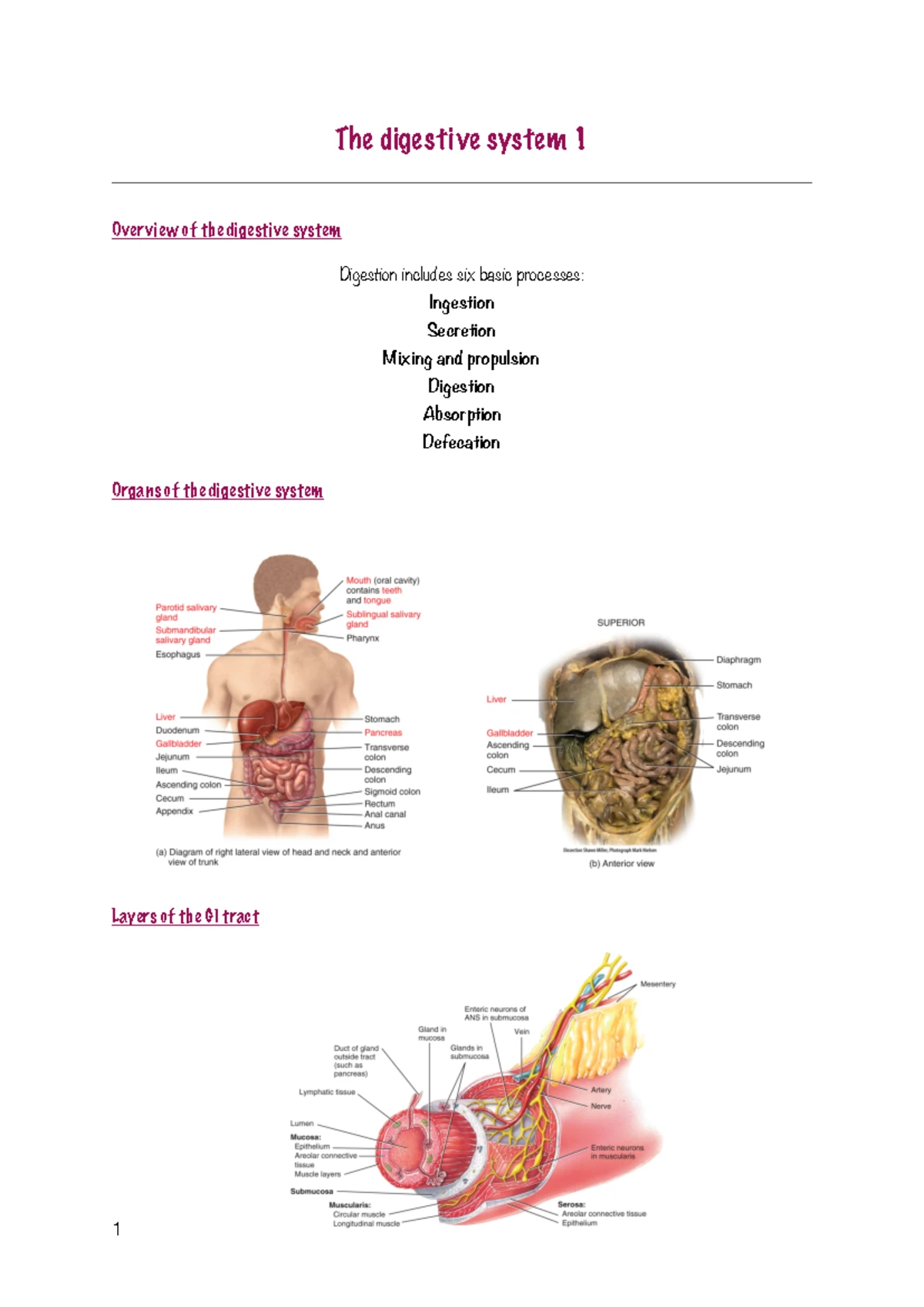 The digestive system: Multiple choice example exam questions - The ...