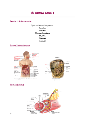 The digestive system: Multiple choice example exam questions - The ...