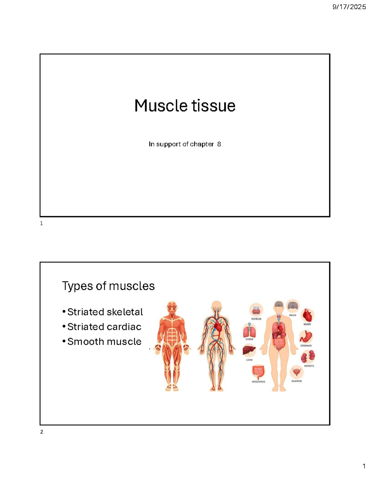 Muscle Tissue Overview: Types, Structure, and Function - Chapter 8 ...