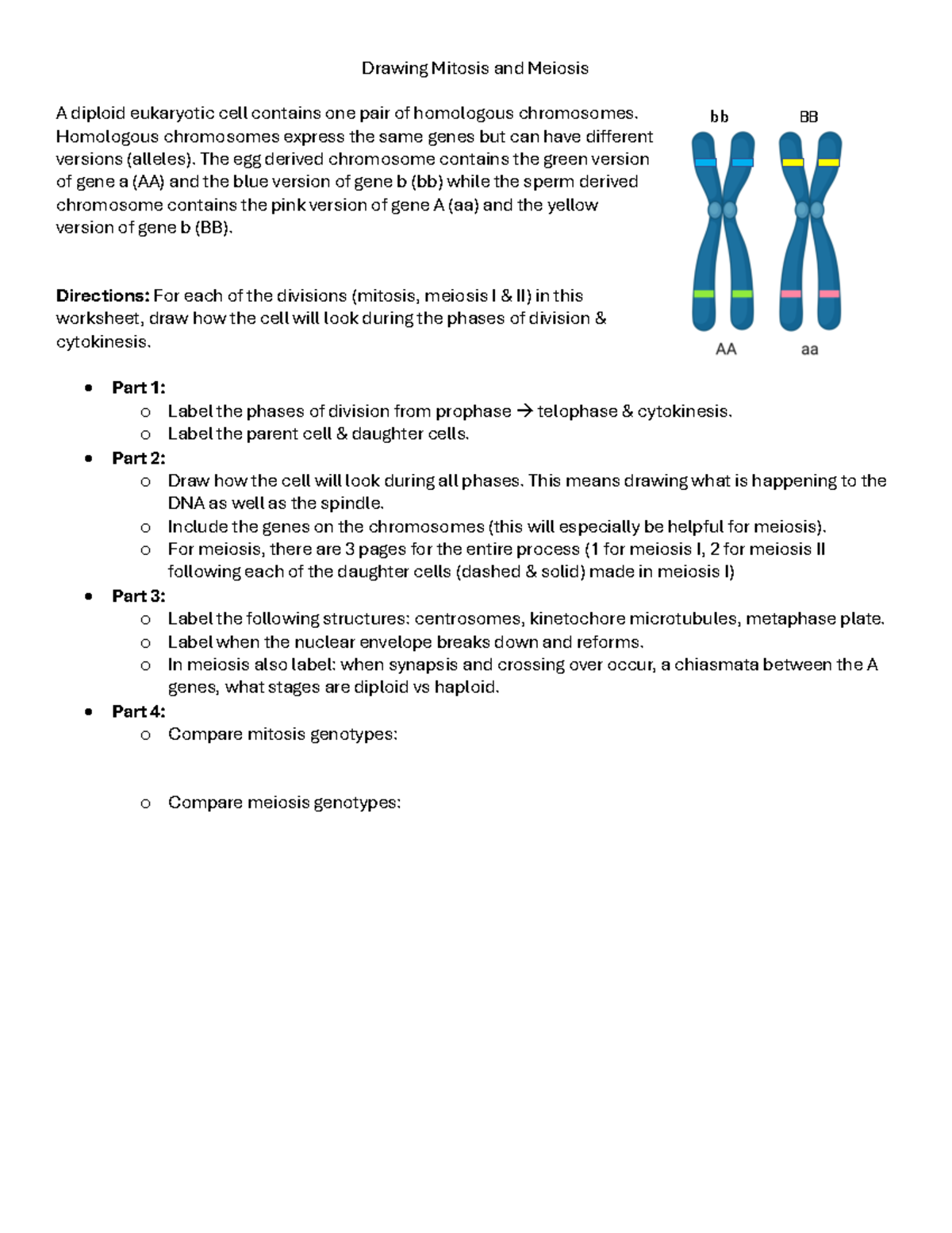 Mitosis & Meiosis Drawing Guide for Biology (BIO 101) - Studocu