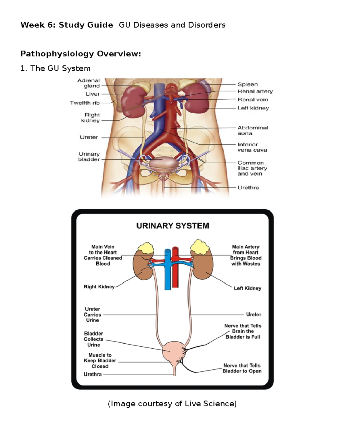 GU Diseases and Disorders Study Guide - Week 6 Overview - Studocu