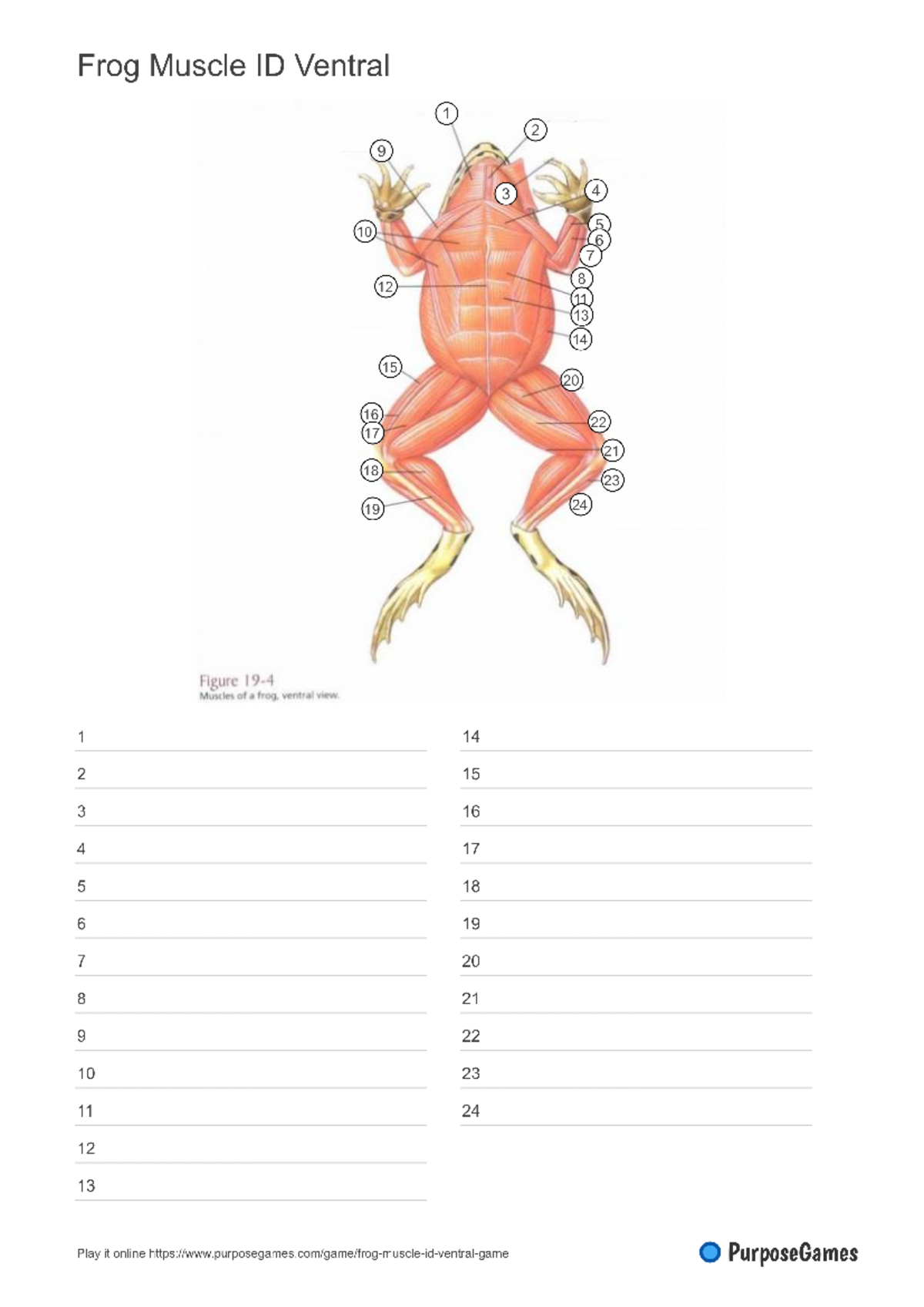 Frog's Muscles - Biochemistry - Frog Muscle ID Ventral 1 2 9 3 4 5 10 6 ...