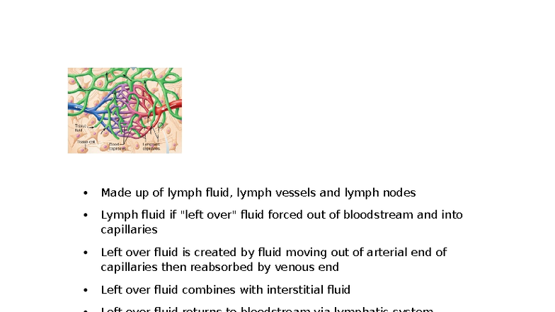 Nurbn 1112 W6 - Lymphatic System Overview and Functions - Studocu