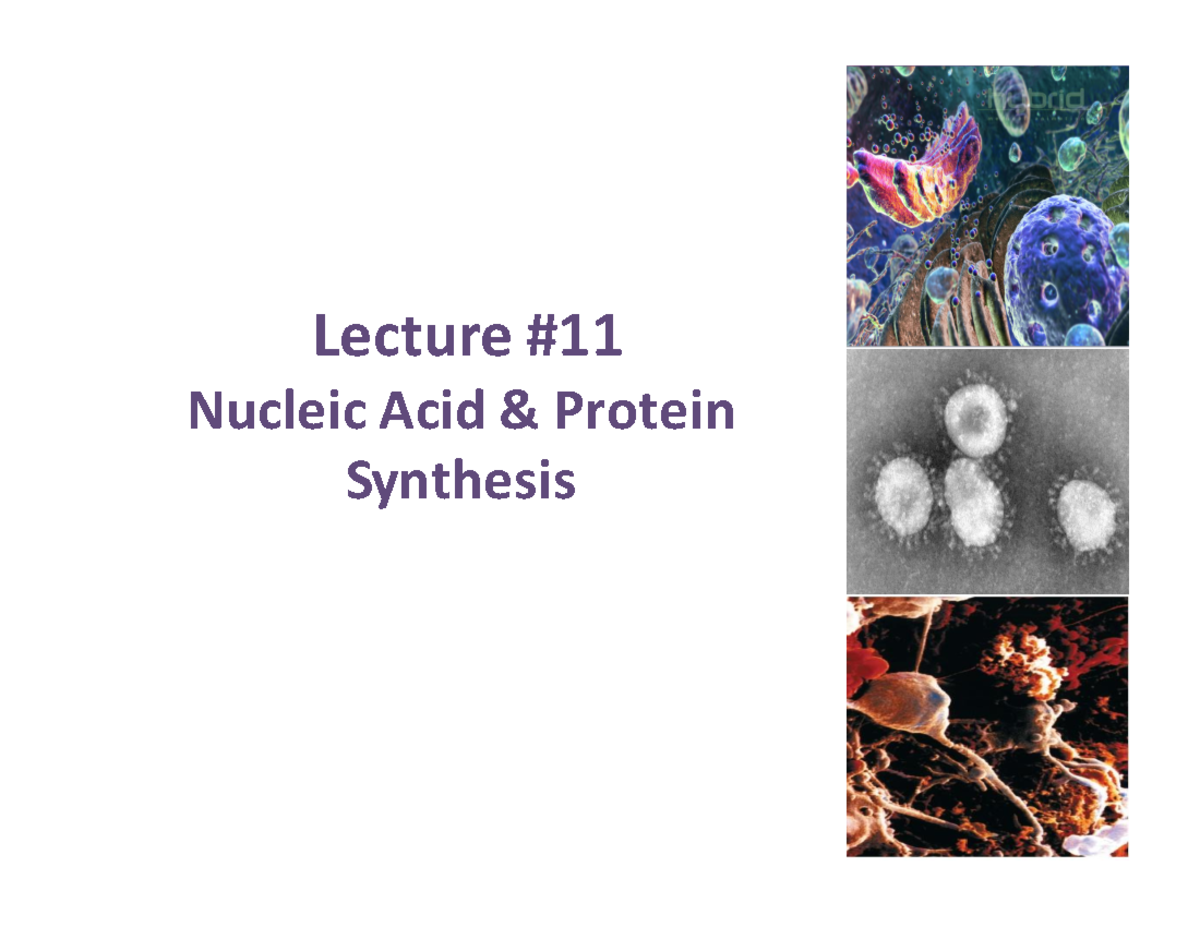 MBIO2370 Lecture 11: Nucleic Acid & Protein Synthesis Insights - Studocu