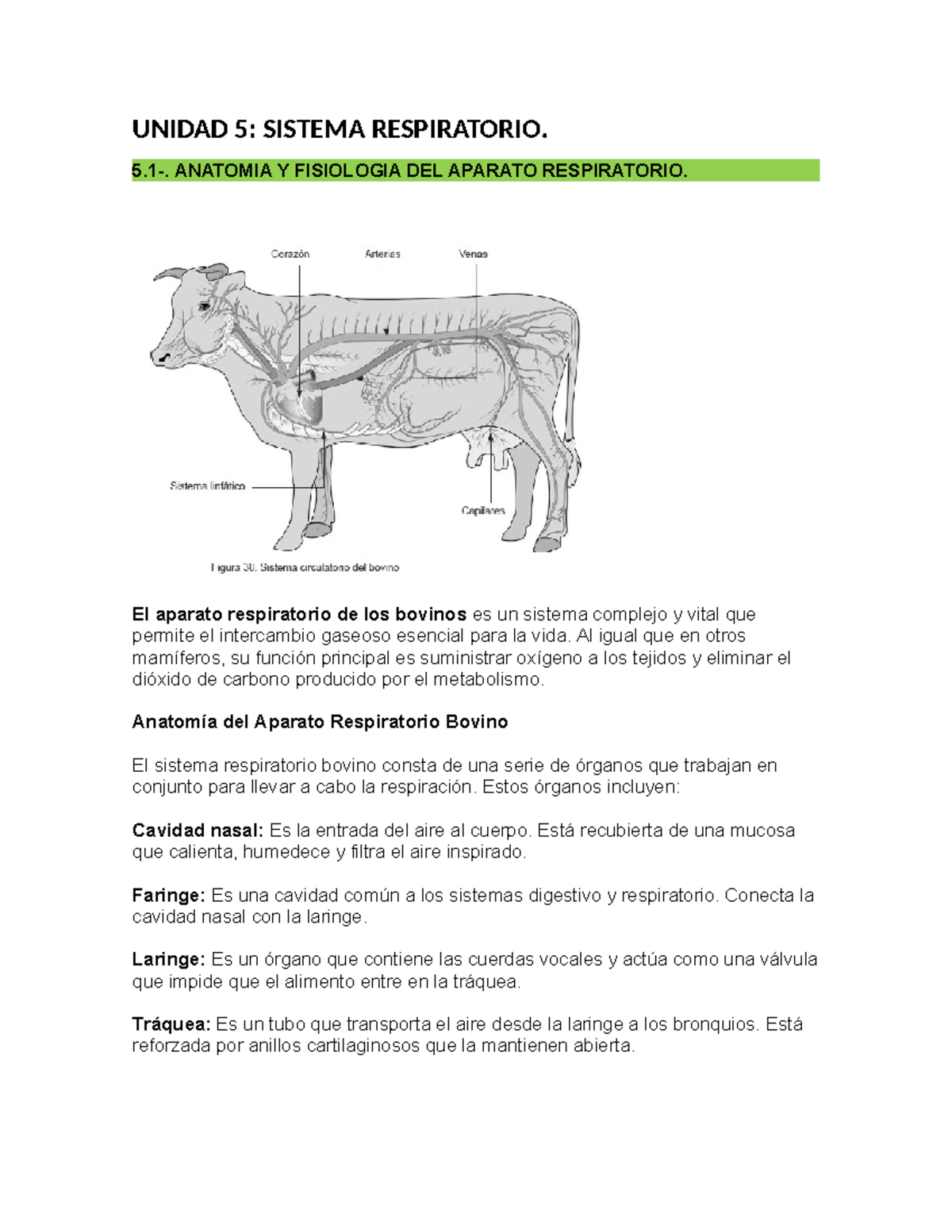 Sistema Respiratorio Bovino: Anatomía y Fisiología (Unidad 5) - Studocu