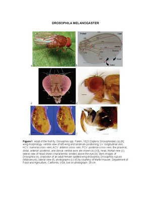 Lab report Bio 12( SB025) - KOLEJ MATRIKULASI SARAWAK BIOLOGY ...
