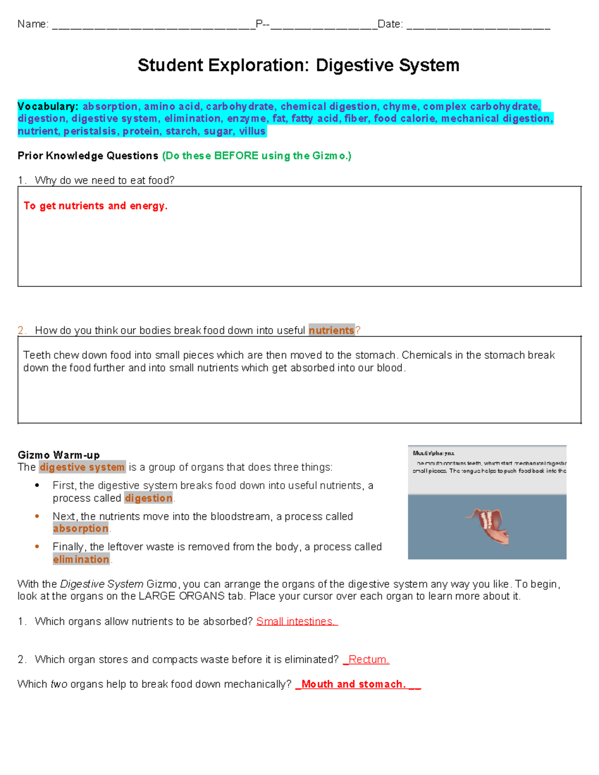 Digestive System Gizmo - Name: __________________________________P ...