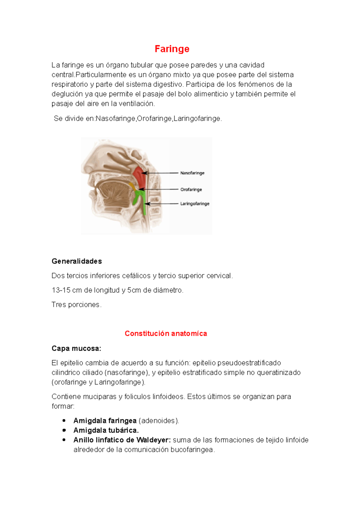 Exposición sobre la Faringe: Anatomía y Funciones - Studocu