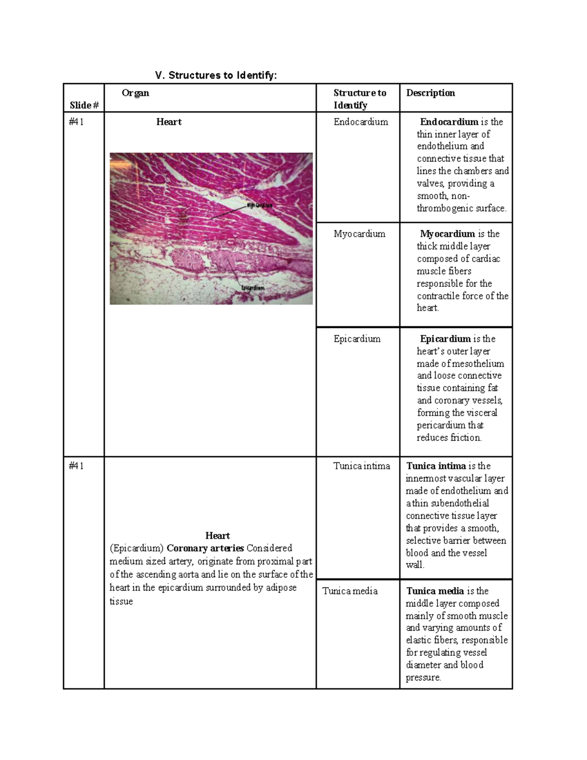 Cardio Lab: Identifying Heart and Vessel Structures - Studocu