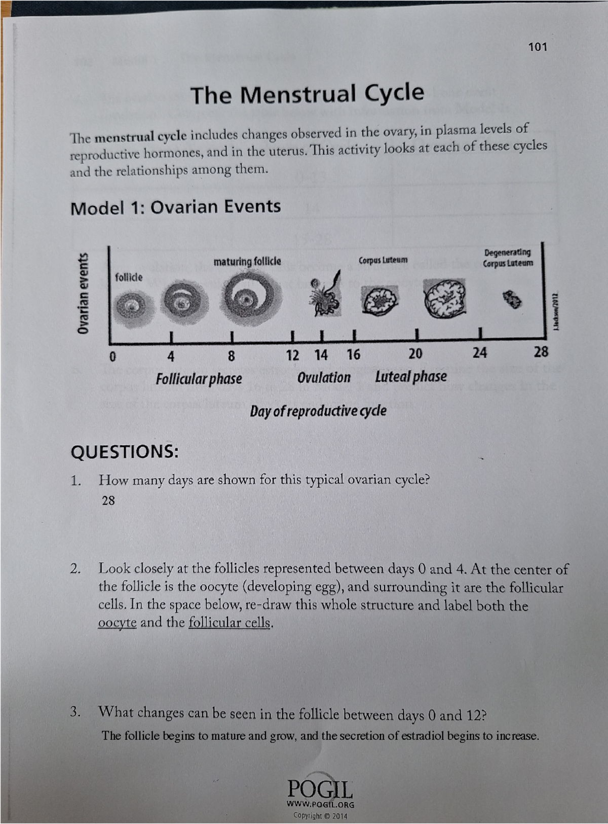 Menstrual Cycle Pogil Recitation Study Guide - Studocu