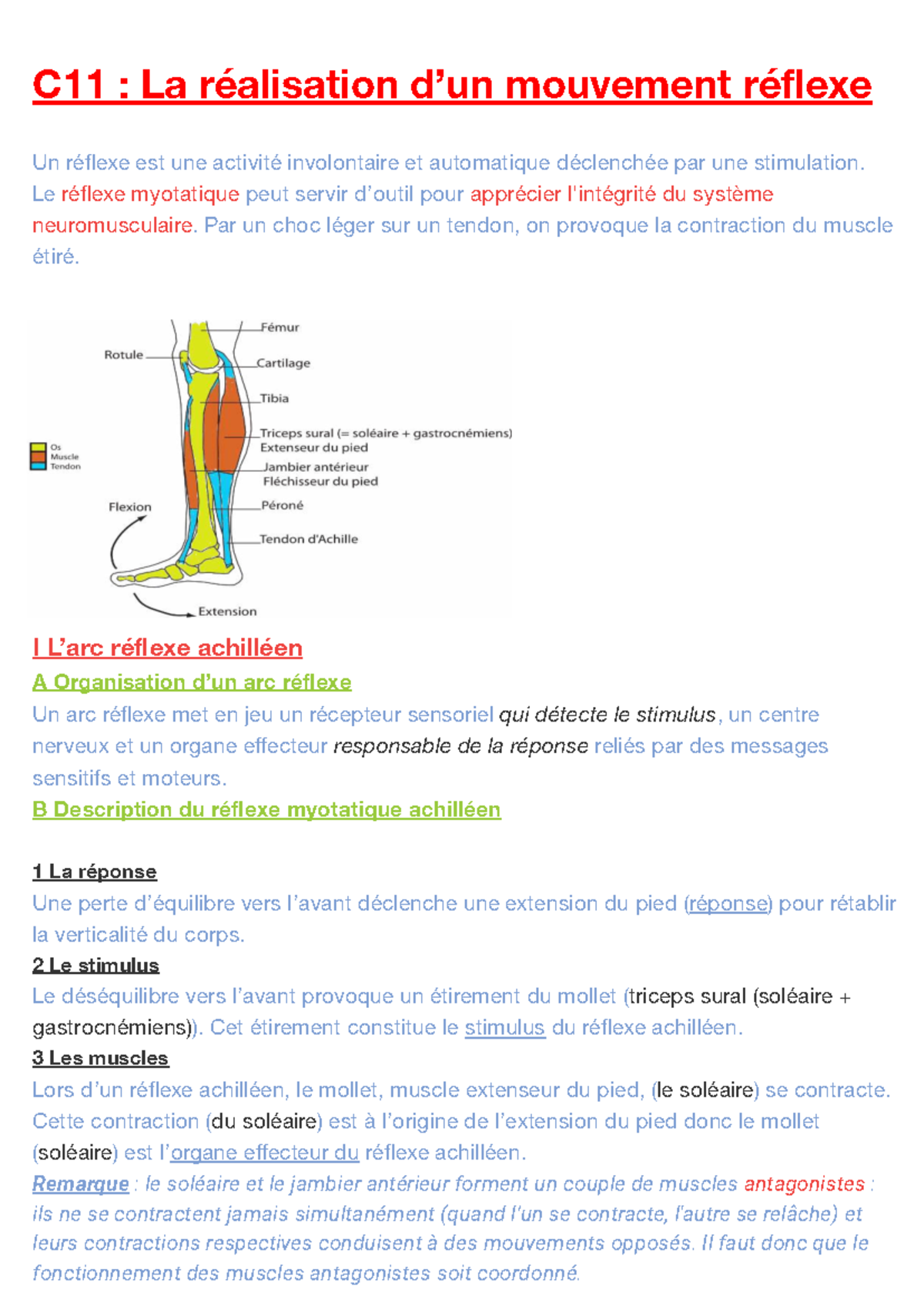 C11 : Réflexe Myotatique et Son Organisation dans le Système Neuromusculaire - Studocu