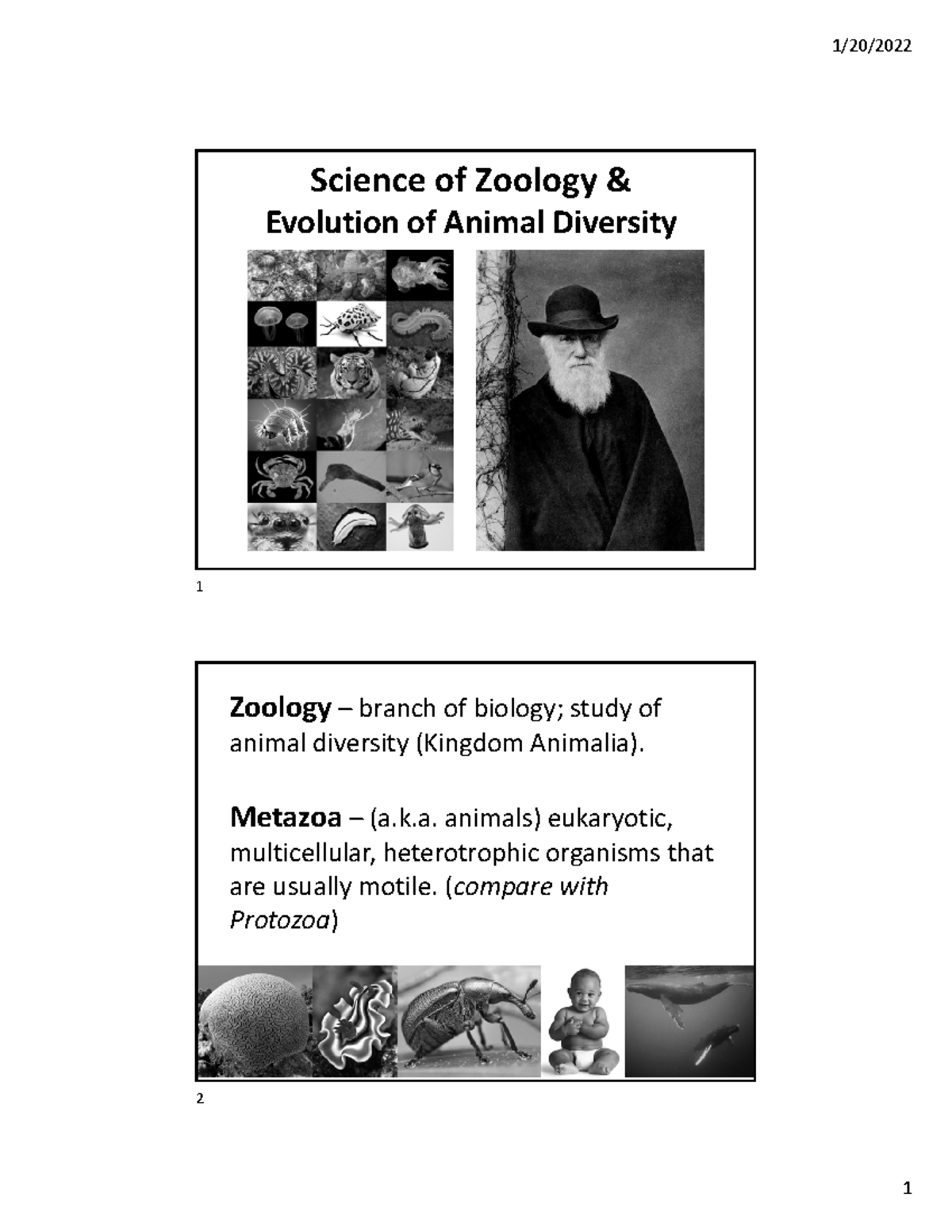 Zoology 101: Evolution of Animal Diversity Lecture Notes - Studocu
