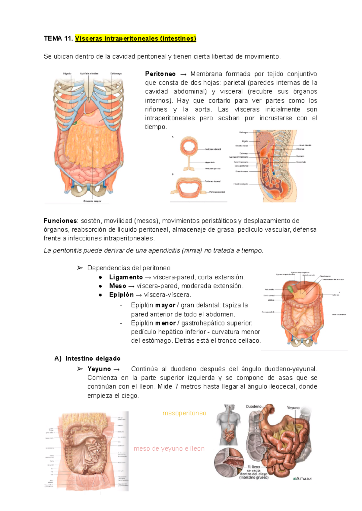 Vísceras intraperitoneales (T11-AH) - TEMA 11. Vísceras ...