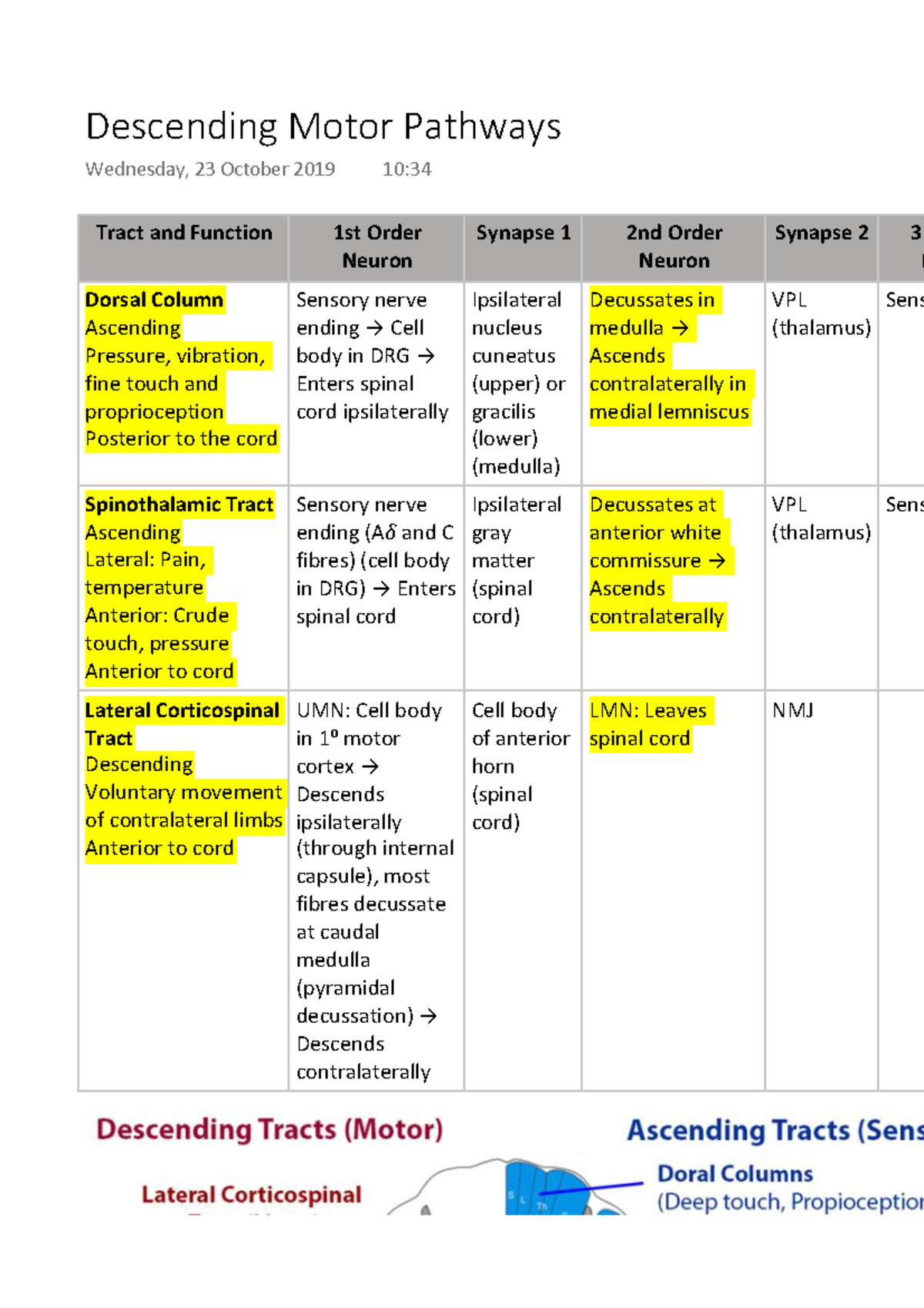 Descending Motor Pathways - Tract and Function 1st Order Neuron Synapse ...