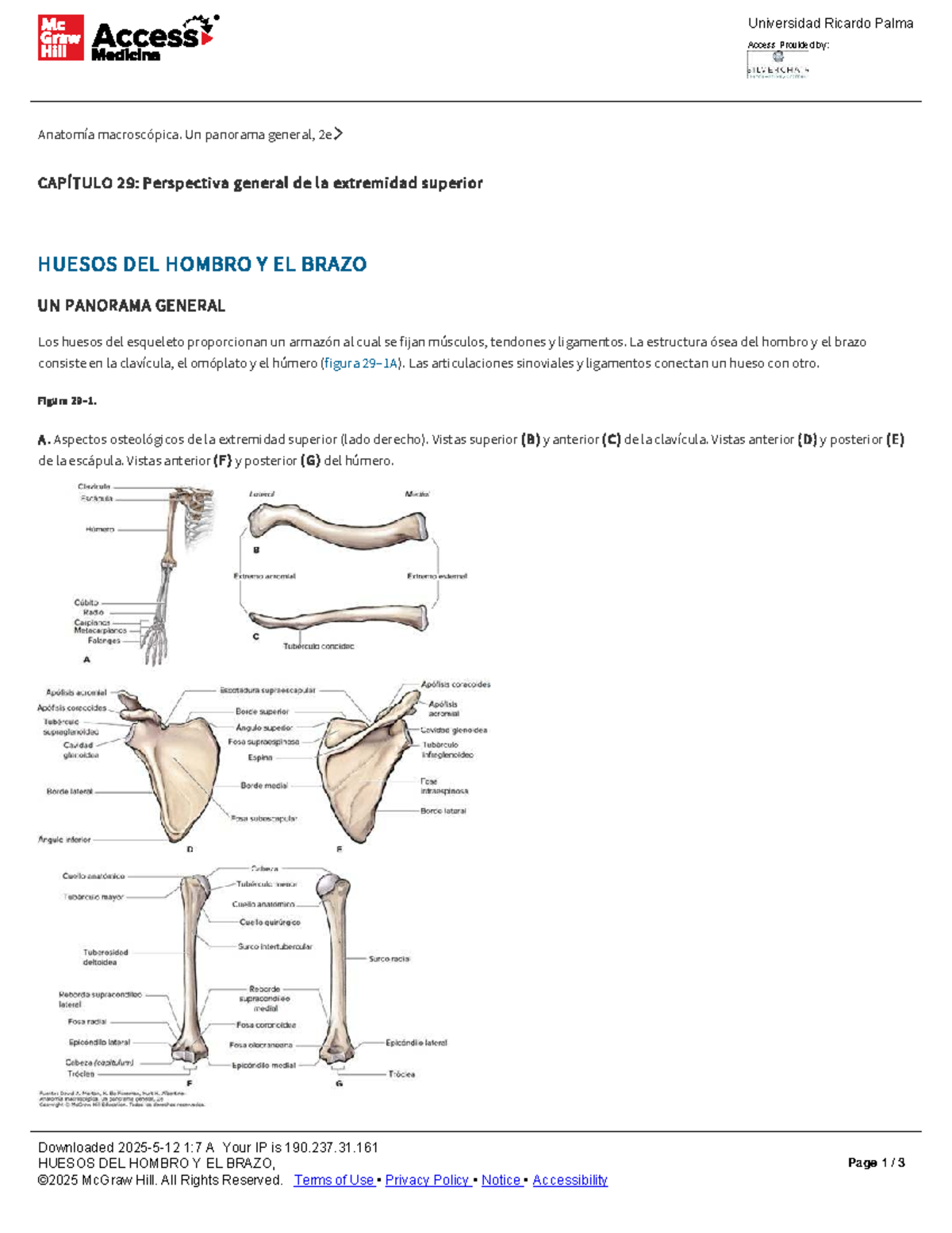 Huesos del Hombro y el Brazo: Anatomía Macroscópica, CAPÍTULO 29 - Studocu