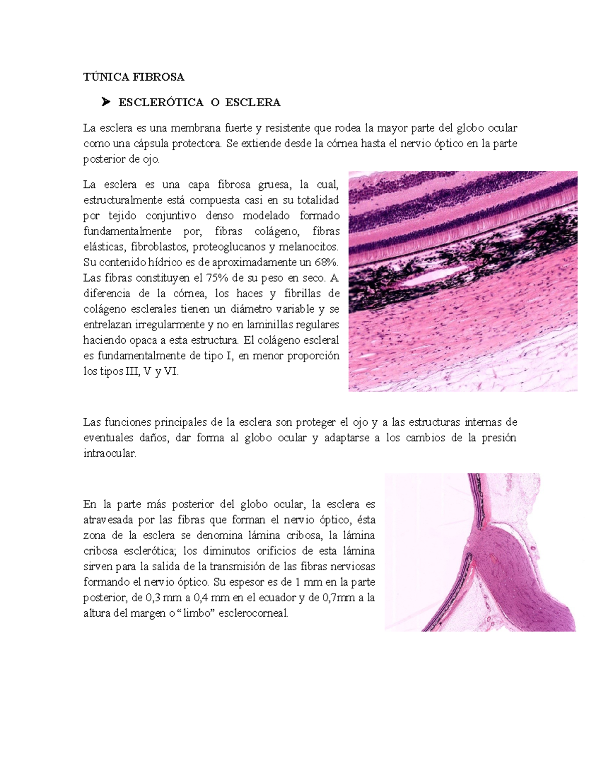 Informe Esclerótica: Histología y Funciones de la Esclera Ocular - Studocu