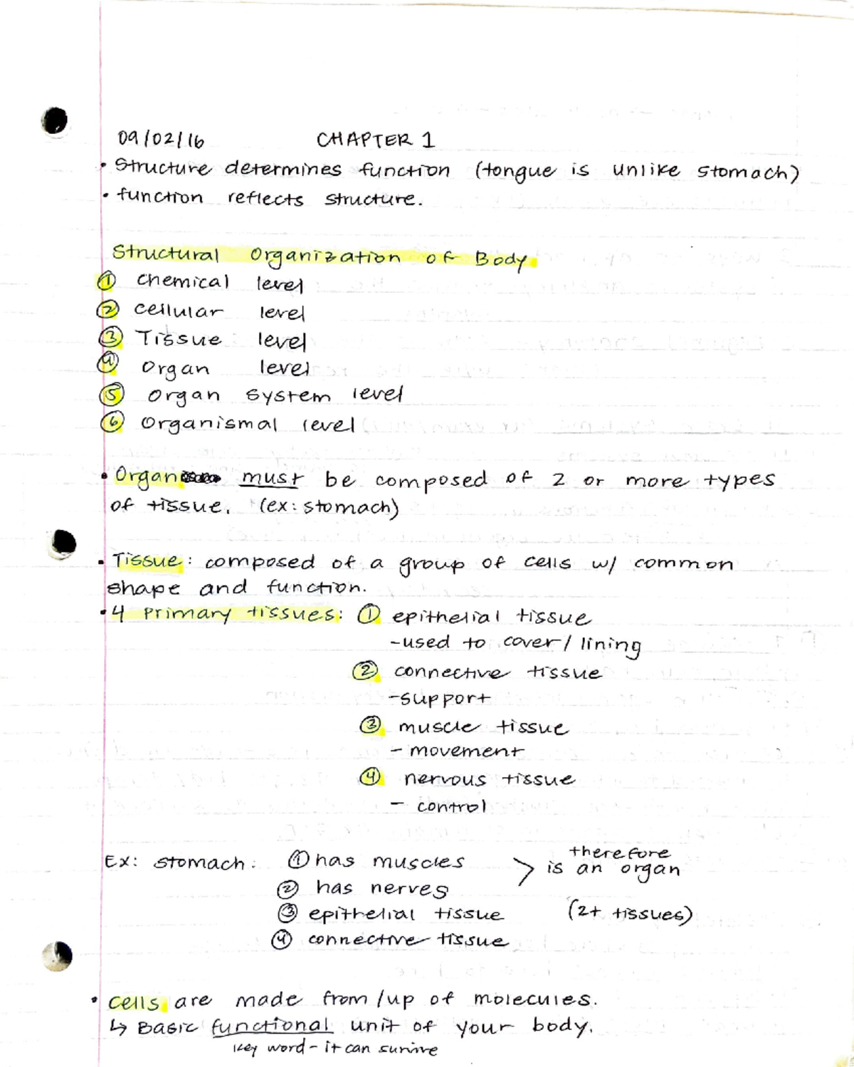 Anatomy Notes (part 1) - Anatmy study easy guides - ATTR 25057 - Studocu