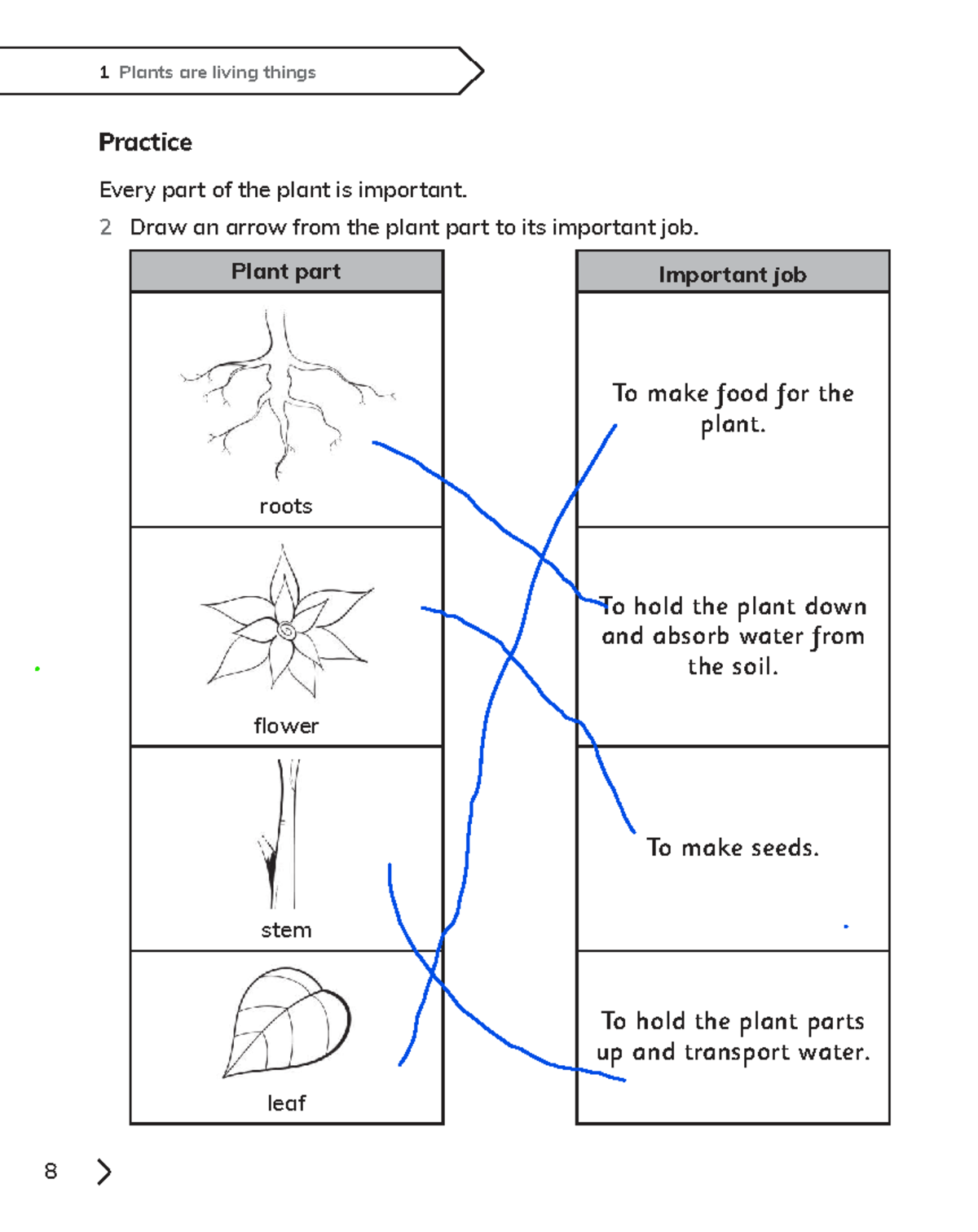 Cambridge Primary Science 3: Importance of Plant Parts - Studocu