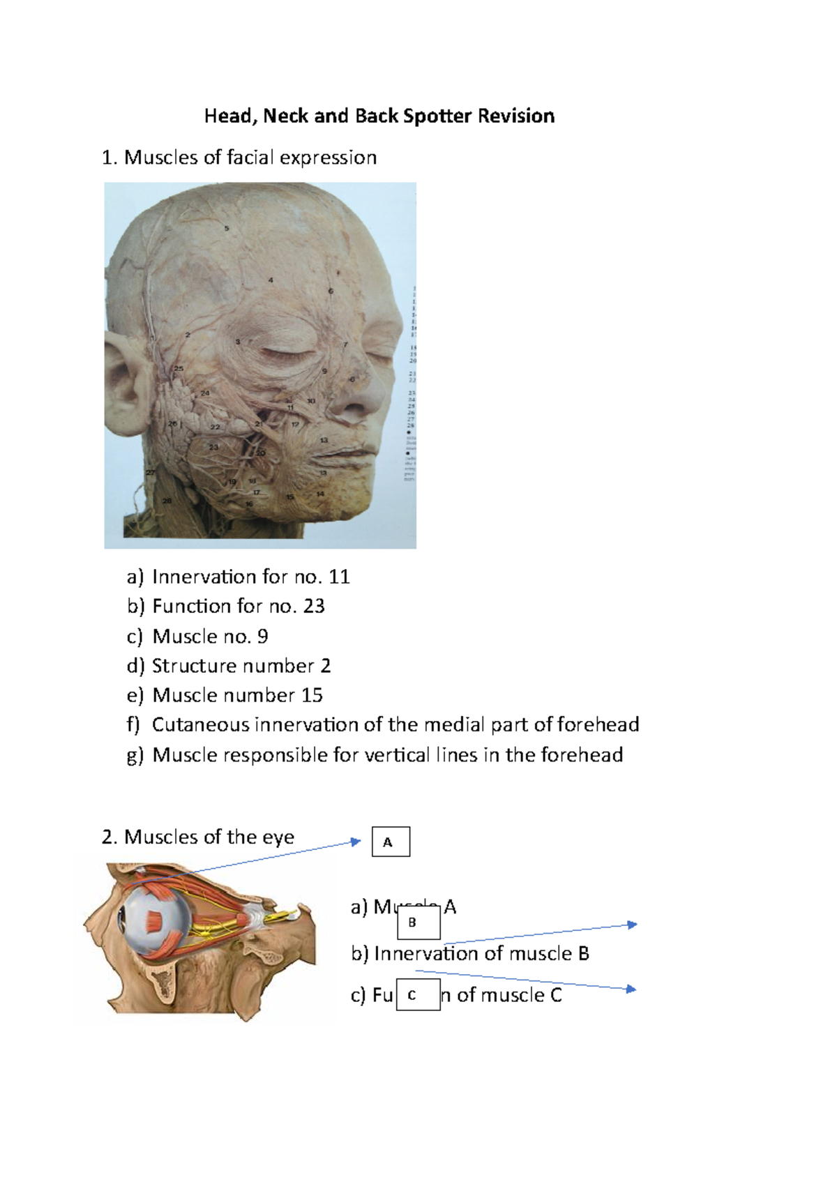 Head, Neck and Back Spotter Revision Guide - Studocu