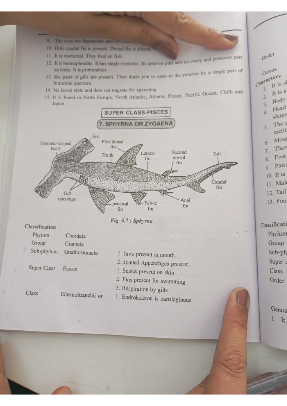 Study of Chordate Museum Specimens: Fishes Classification and ...