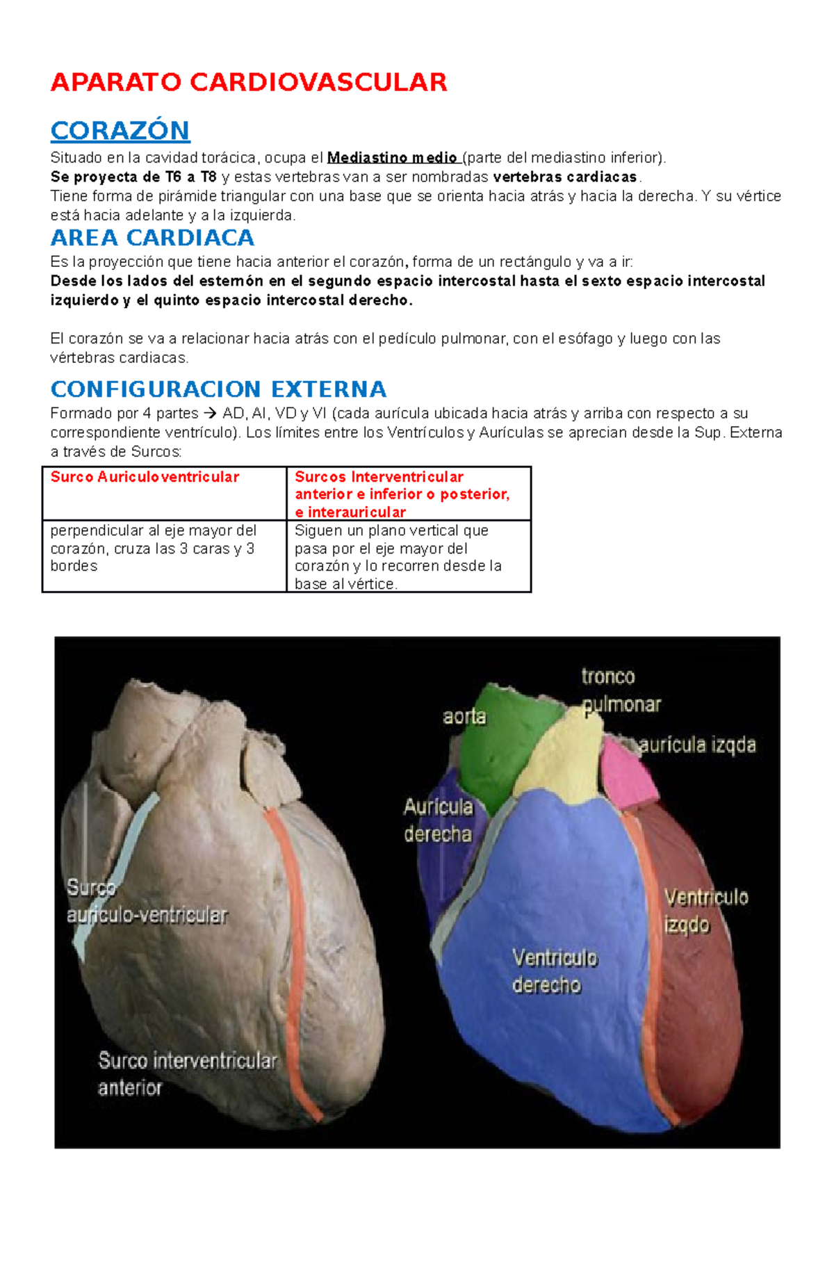 Corazon Completo - Resumen de Anatomia Kinesiologia 2do Parcial ...