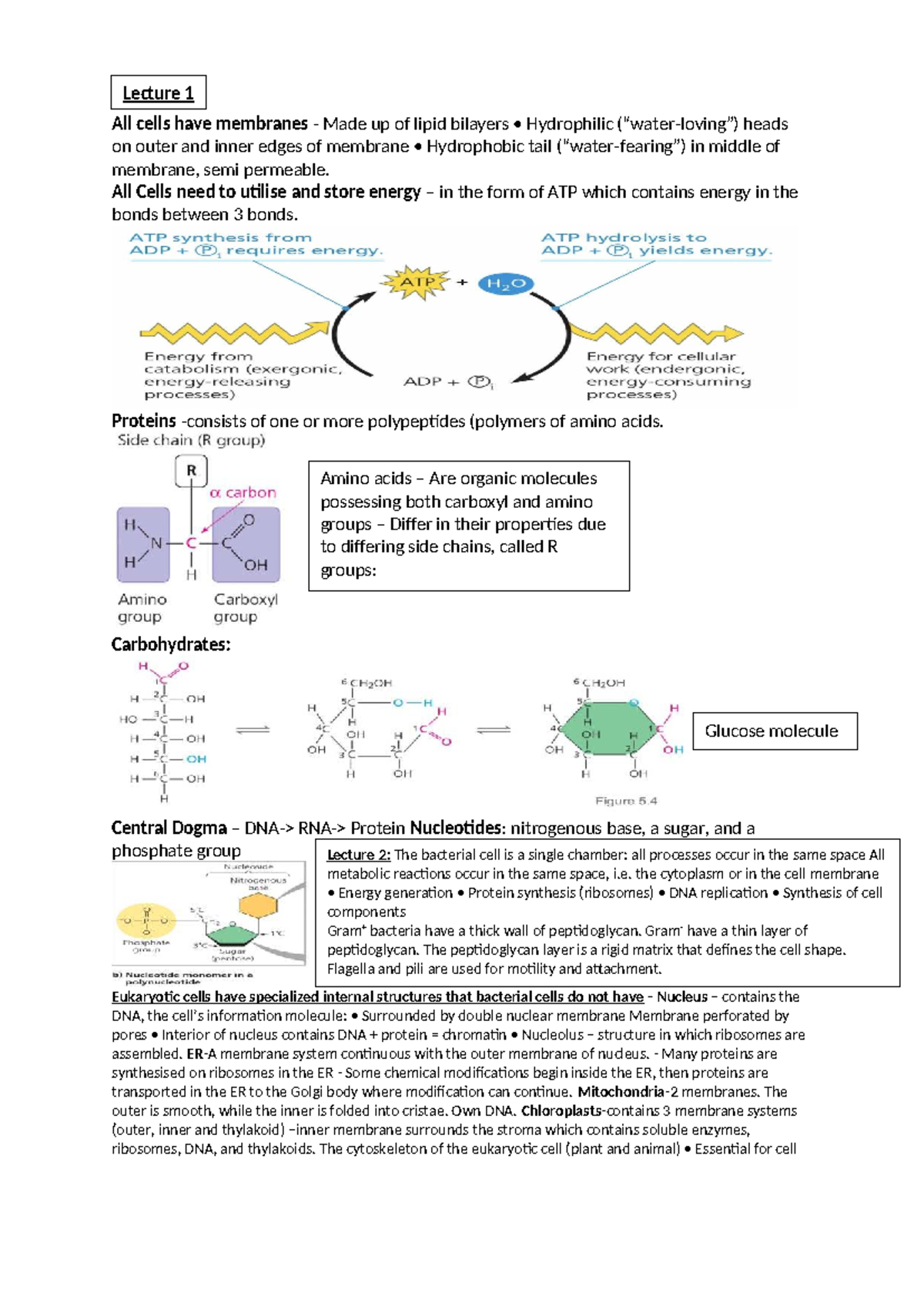 Mini Test Notes: Cell Structure, Energy Metabolism, and Cytokinesis ...