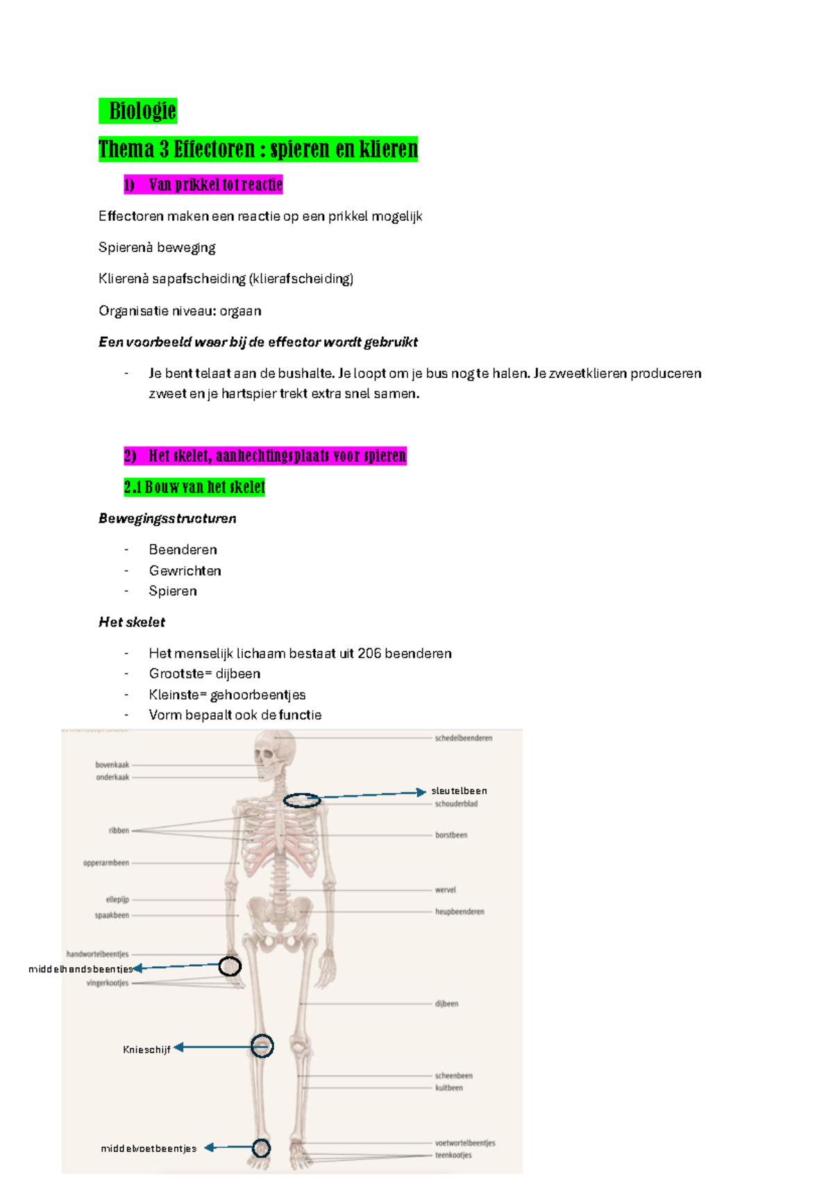 Biologie Samenvatting Thema 3: Effectoren, Spieren en Klieren - Studocu