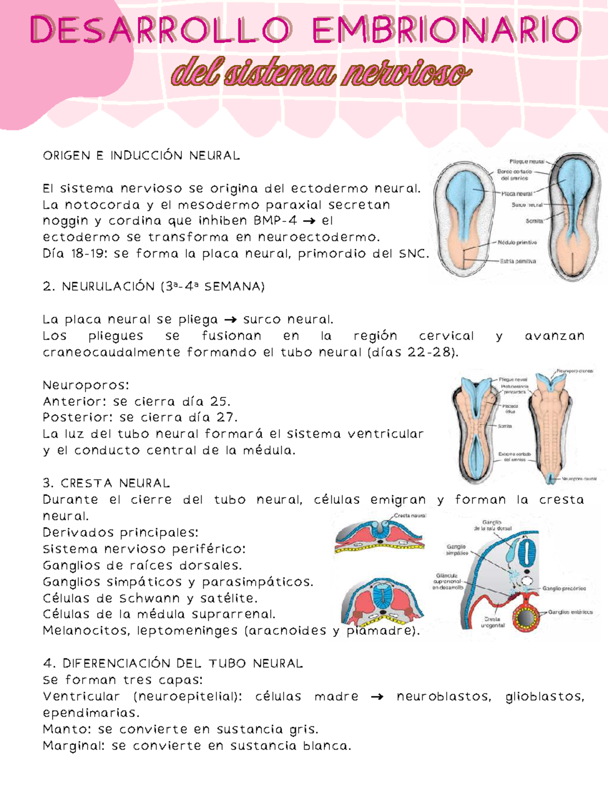 Desarrollo Embrionario del Sistema Nervioso: Origen e Inducción Neural ...