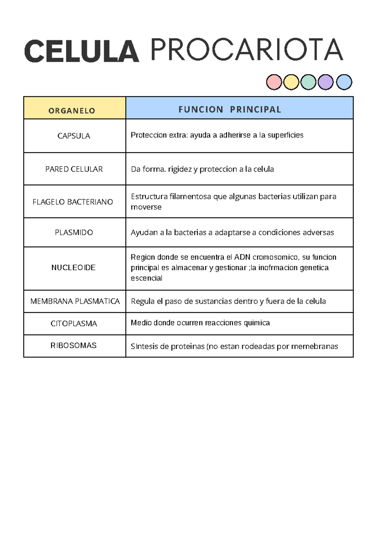 Celula procariota - apuntes - CELULA PROCARIOTA ORGANELO CAPSULA PARED ...