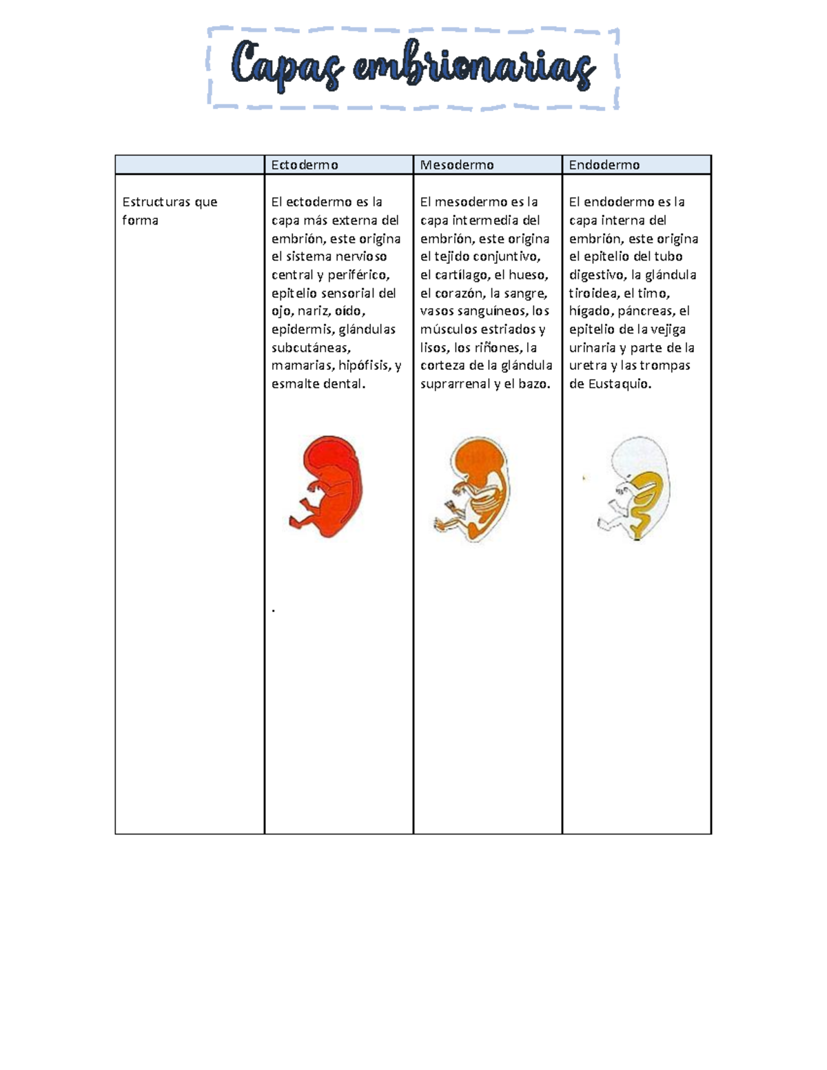 Capas embrionarias - Ectodermo Mesodermo Endodermo Estructuras que ...