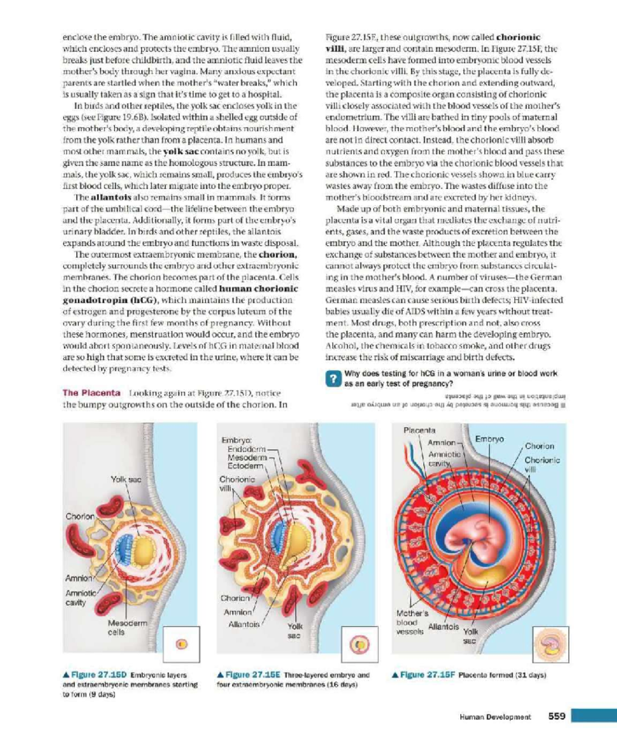 Human Reproductive System and Embryonic Development Concepts - encl ose ...