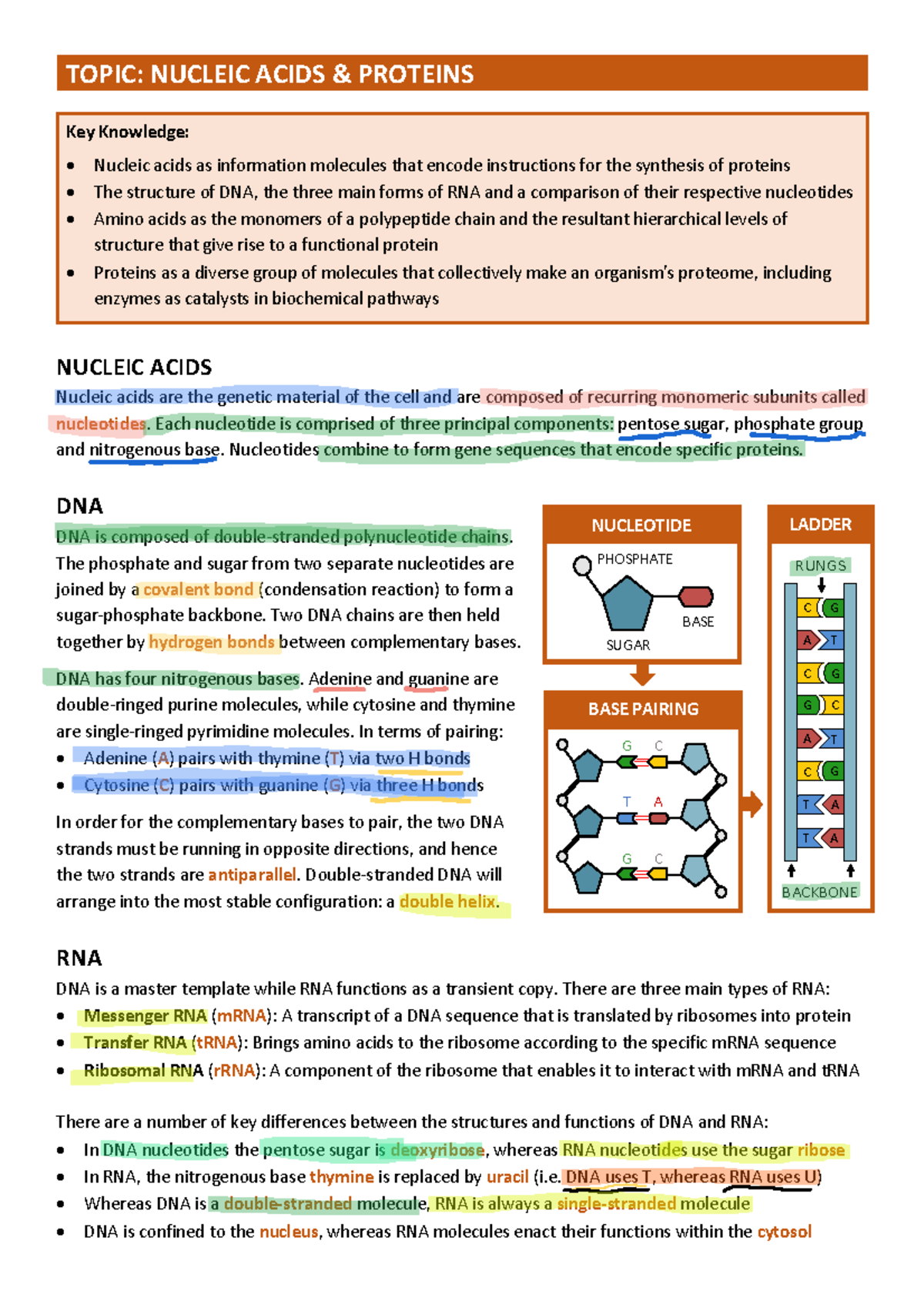 Nucleic Acids & Proteins: Key Concepts and Structures - Studocu