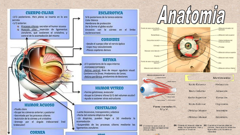 Mapas ojo abp - Mapa conceptual del ojo - Óptica del Ojo y Refracción de la Luz Principios - Studocu