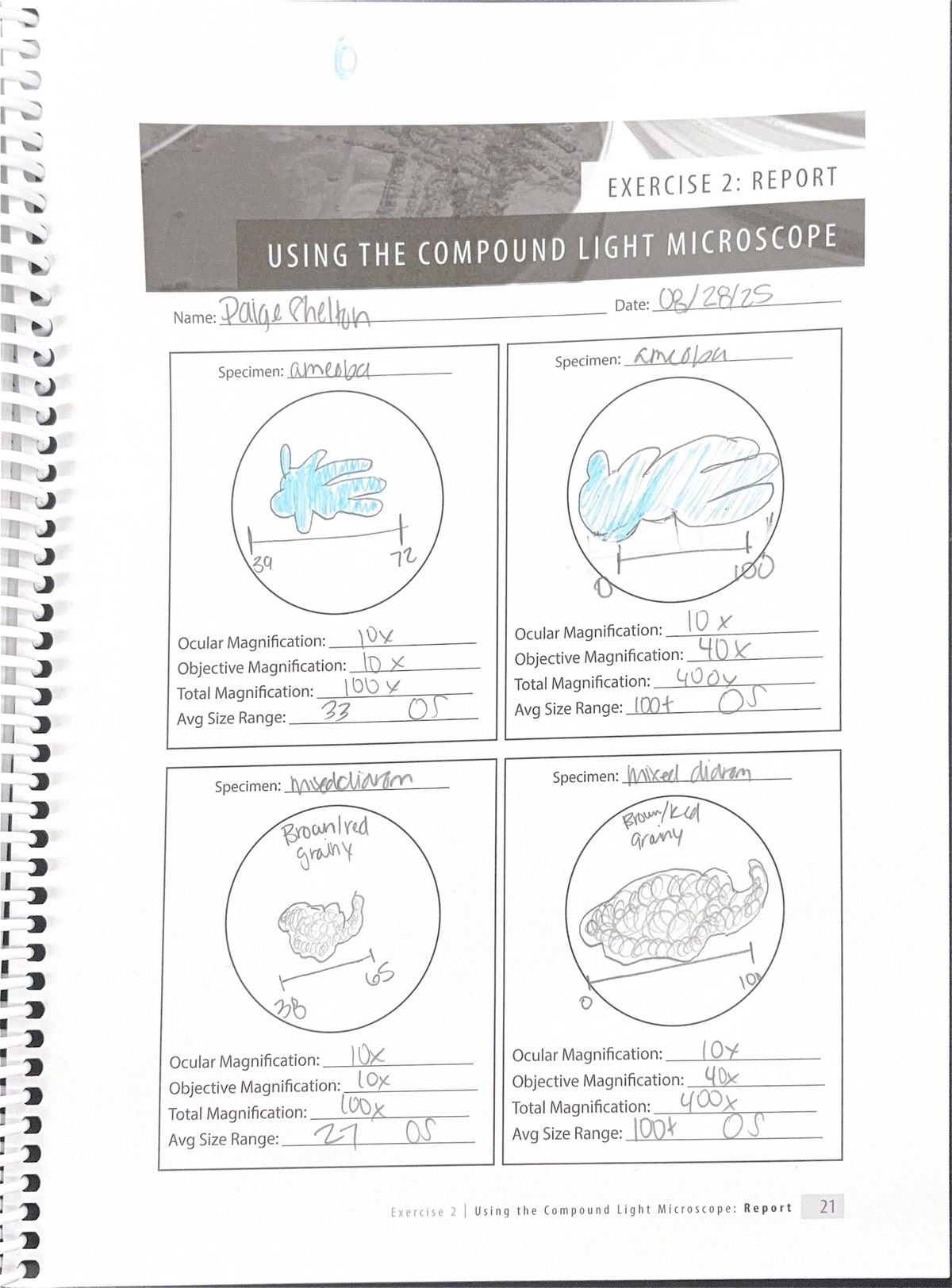 Exercise 2: Lab Report on Compound Light Microscope Observations - Studocu