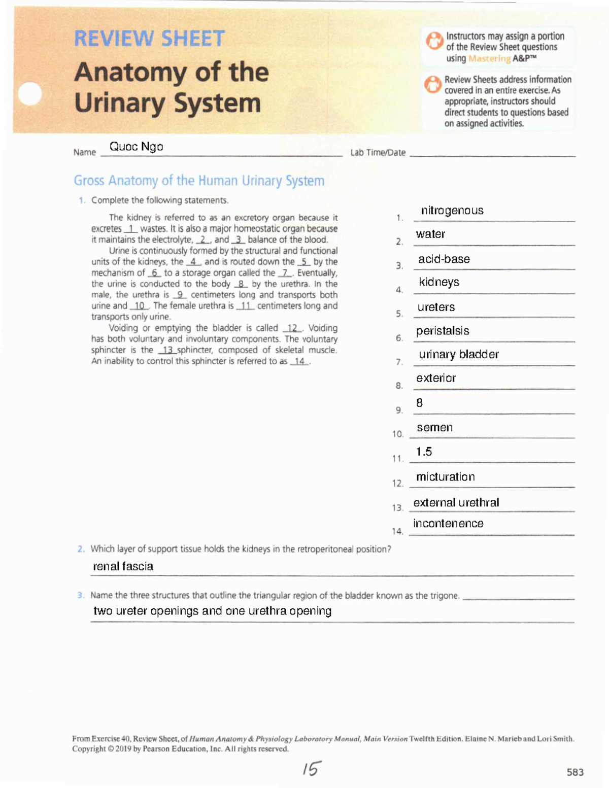 Urinary system Lab - lab - BIOL 2402 - Studocu