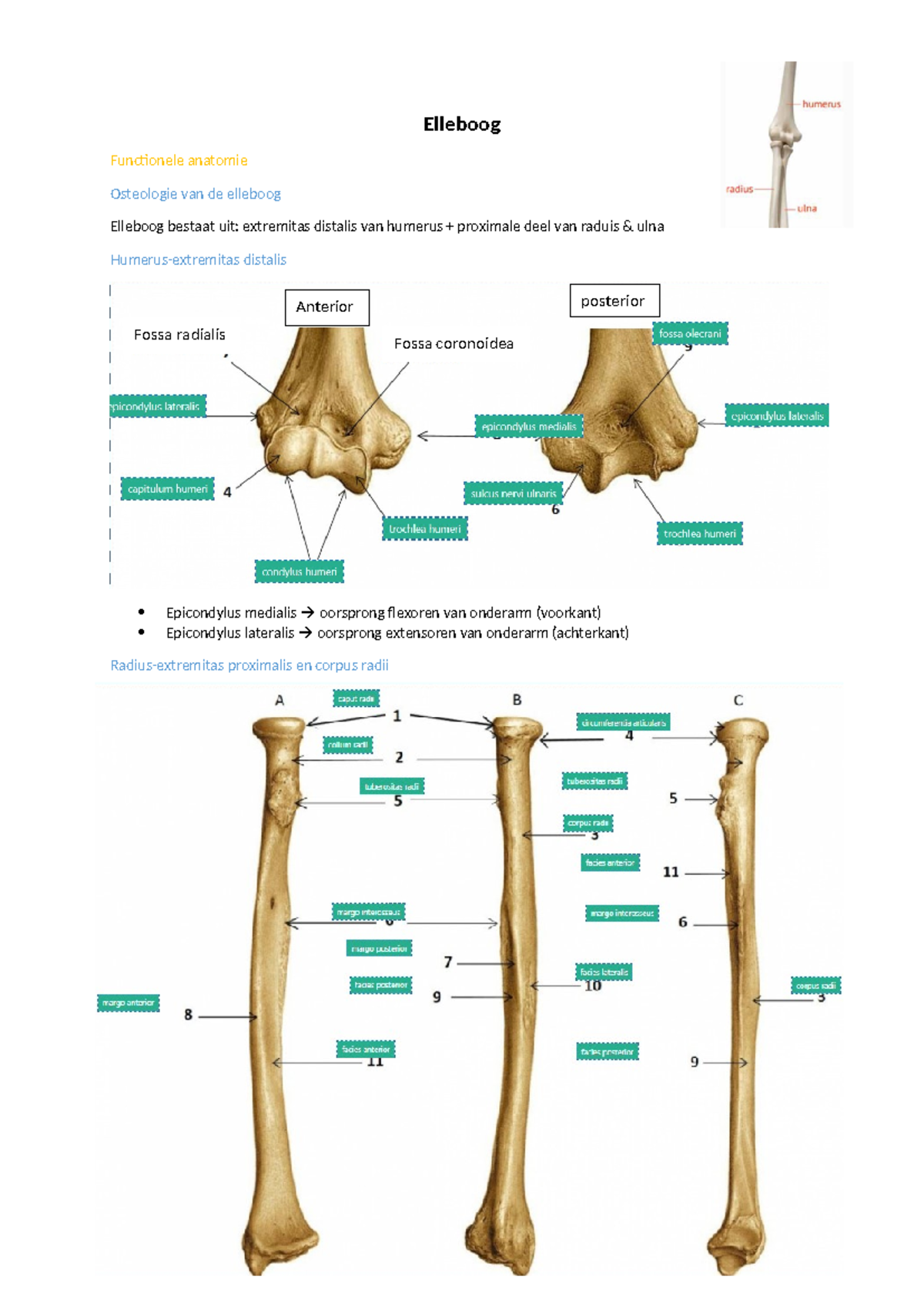 Kinesiologie Samenvatting Deel 1: Elleboog Anatomie en Functies - Studocu