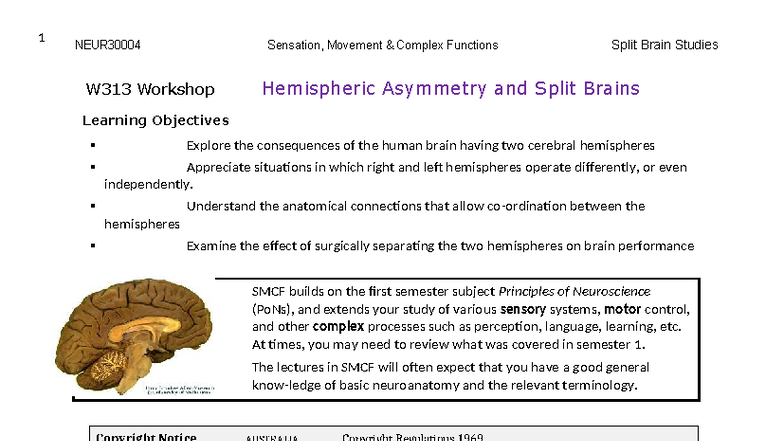 1 W313 Workshop: Sensation & Movement in Split Brain Studies - Studocu